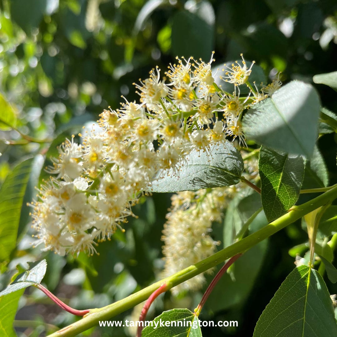 Hope in Suffering - by Tammy Kennington - Tammy's Substack