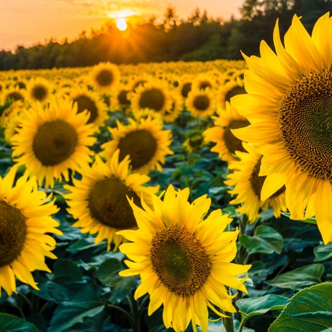 The Real Montana | Substack