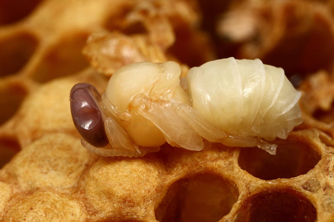 What is Apilarnil - Drone Bee Larvae? - by Josh Galt