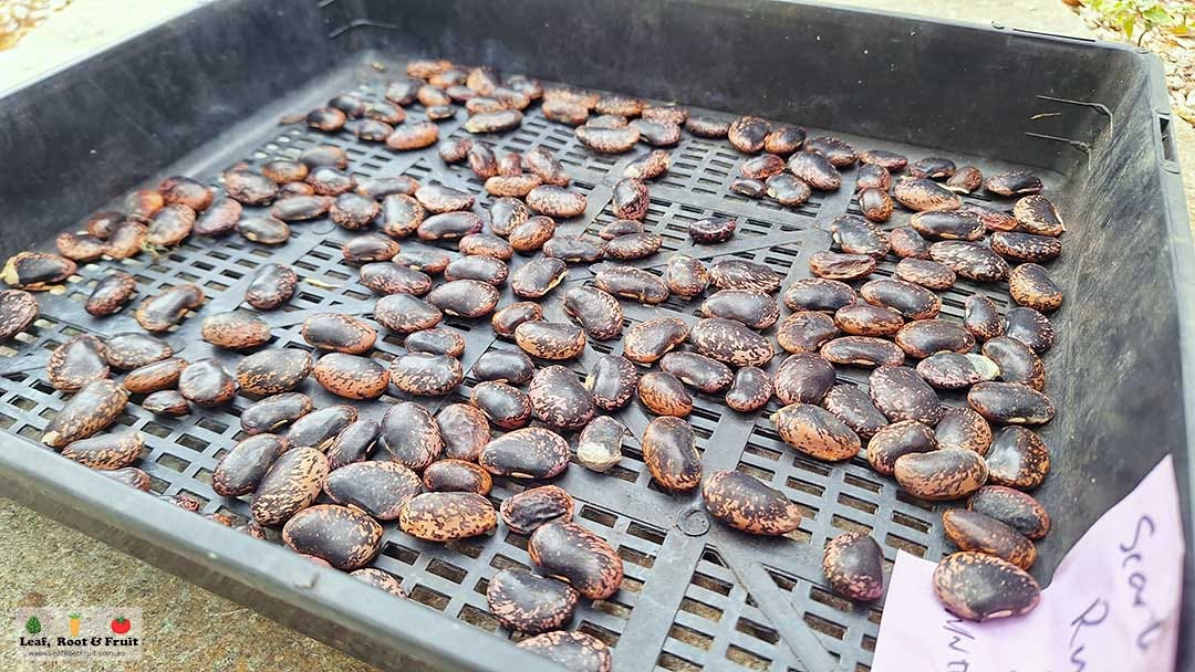 How to Grow Beans - by Duncan Cocking - Leaf, Root & Fruit