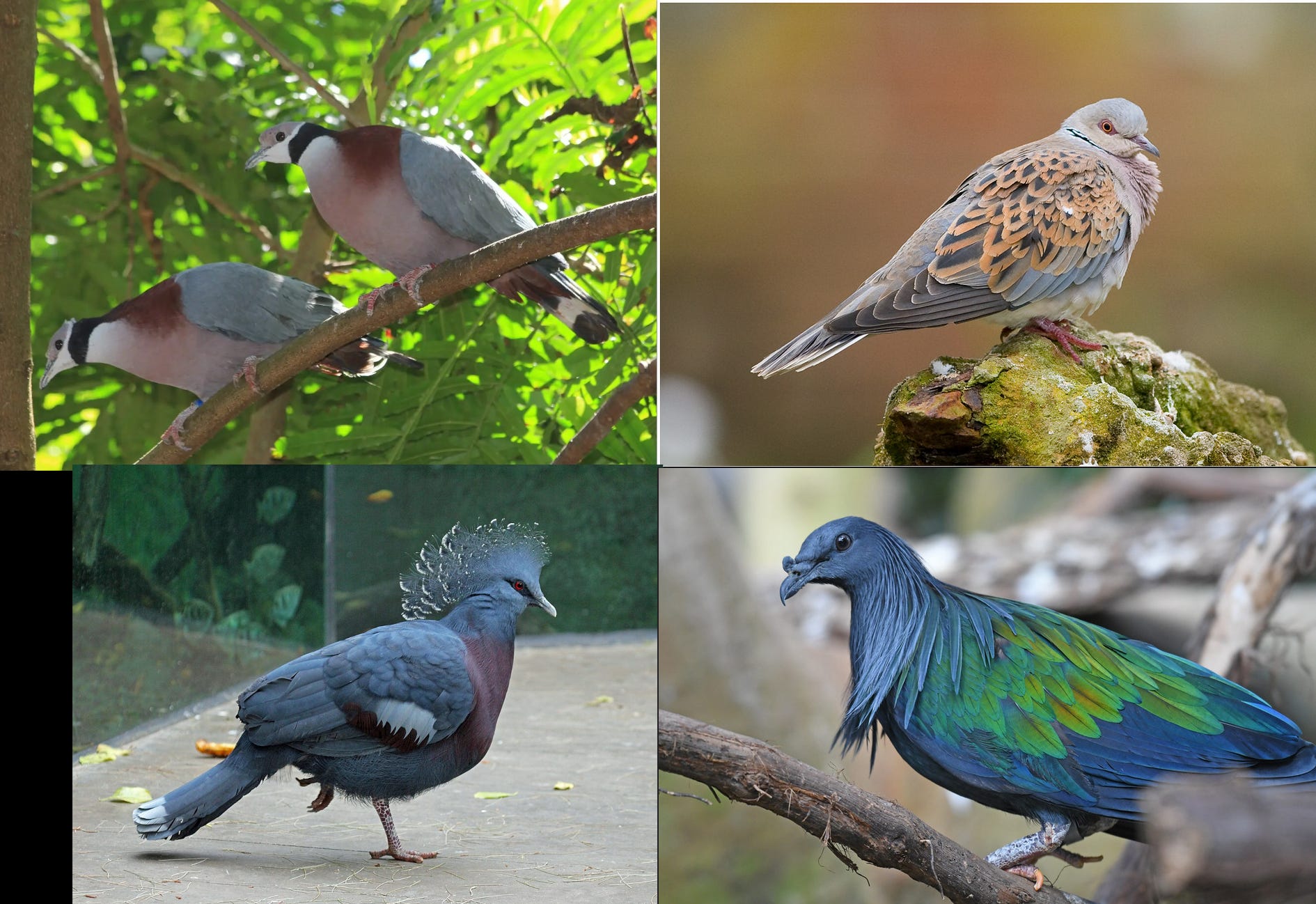 Pigeonholed - The Lanius Shrubstack