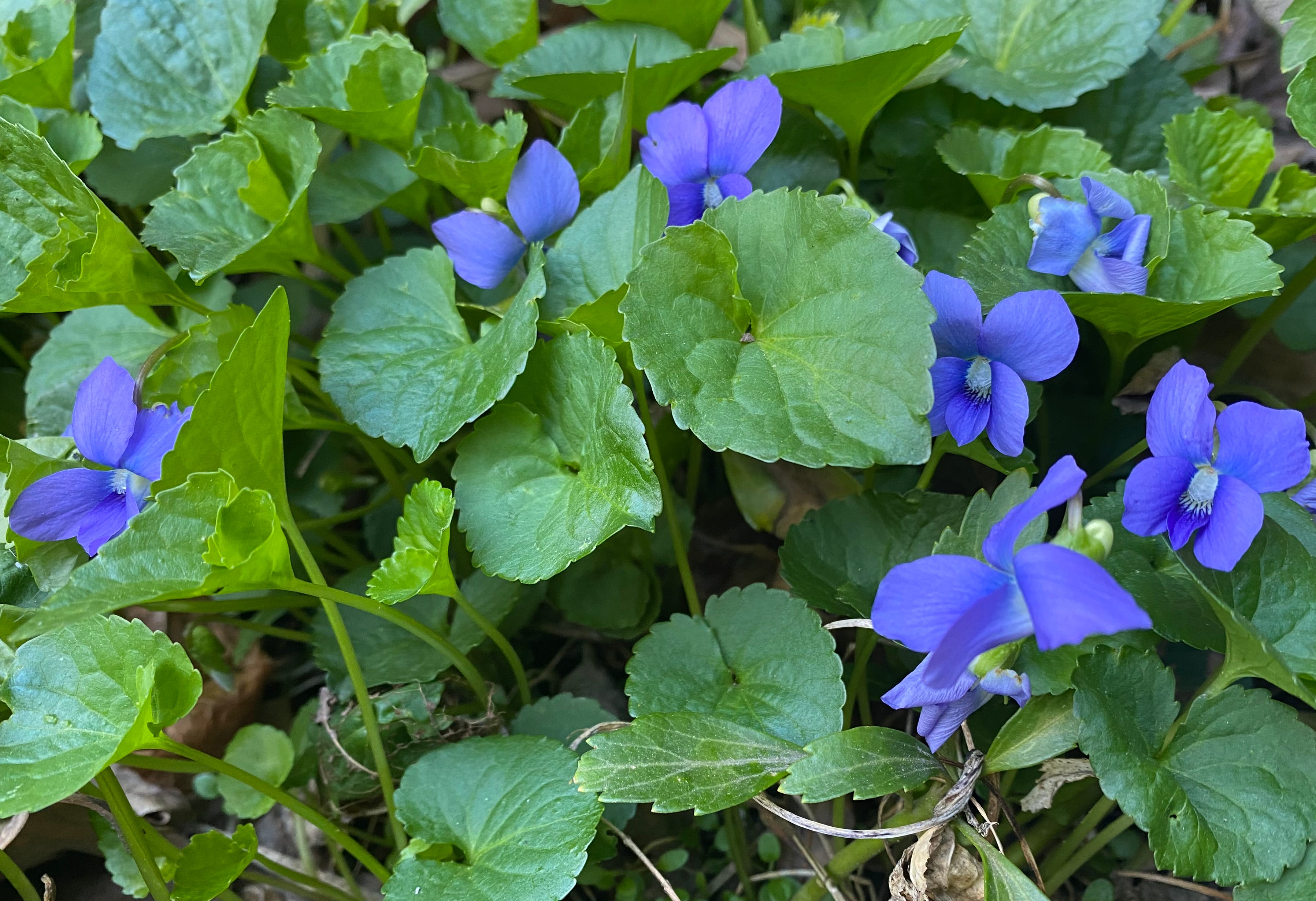 Wild Violets - by weedom1 - weedom