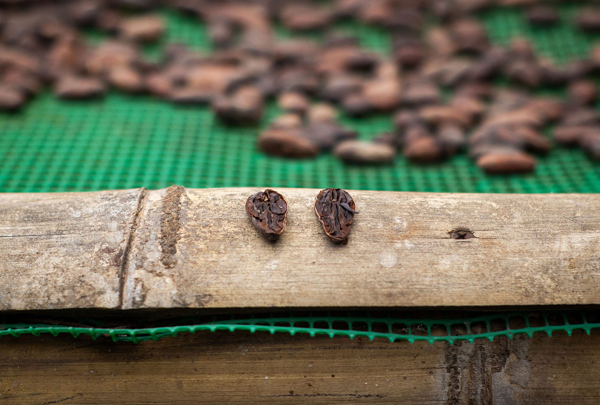 Rewriting the History of Cacao - by Abril Macías Avila