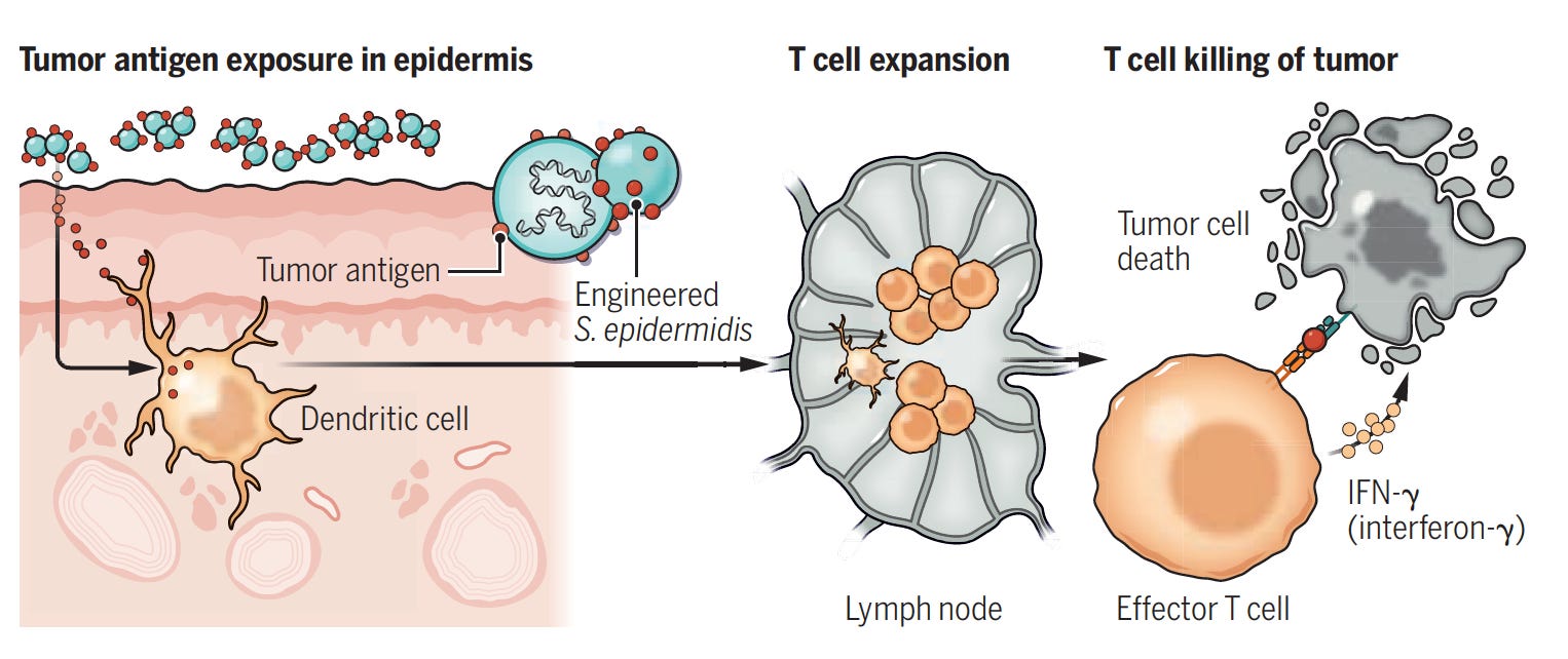 The fascinating and evolving story of bacteria and cancer