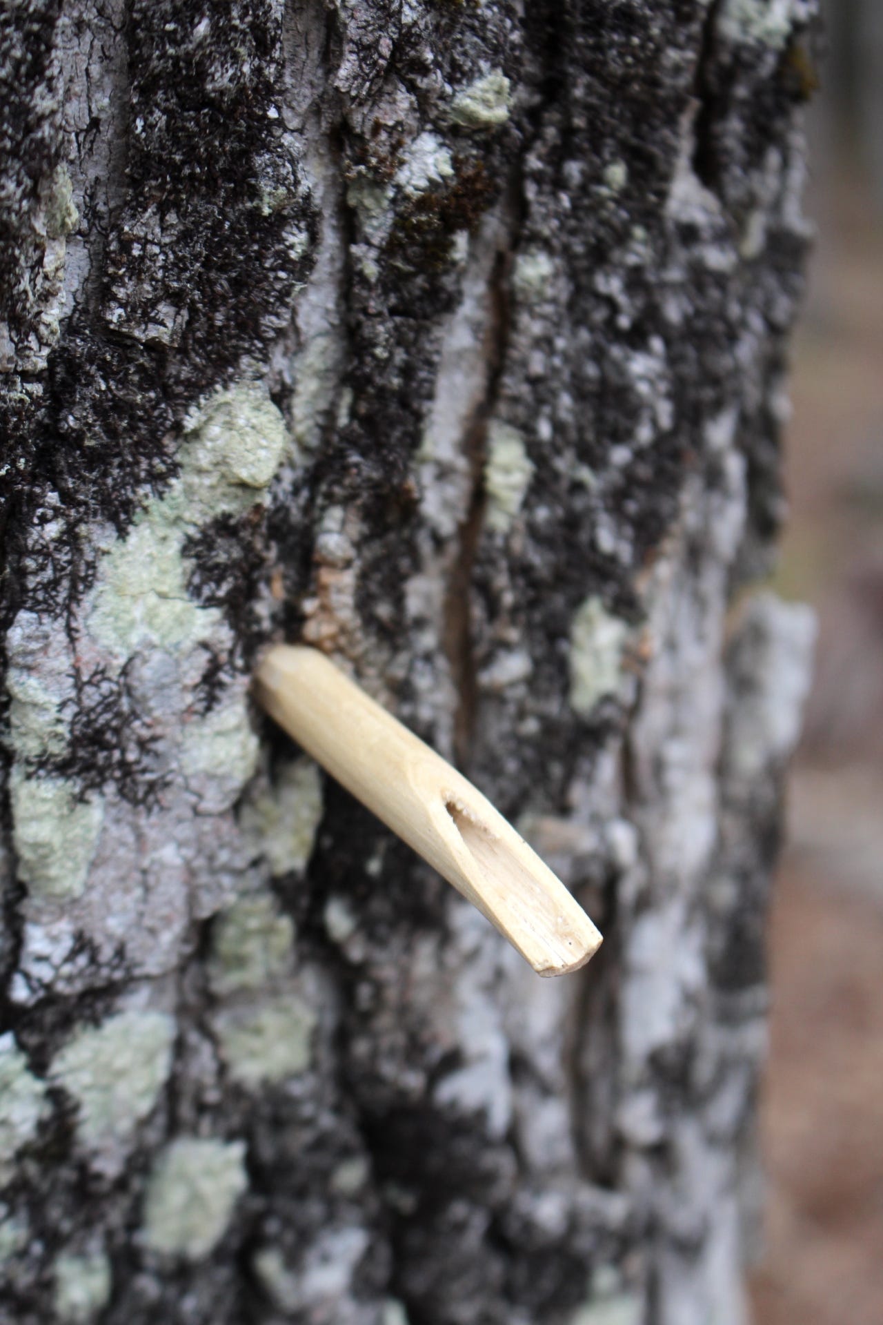 Backyard Sugaring (For Beginners) - by Ashley Adamant