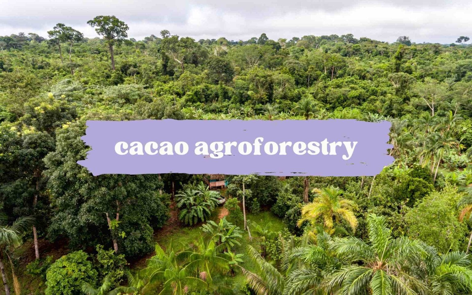 The Cocoa Supply Chain: On Monocropping and Financial Hedging