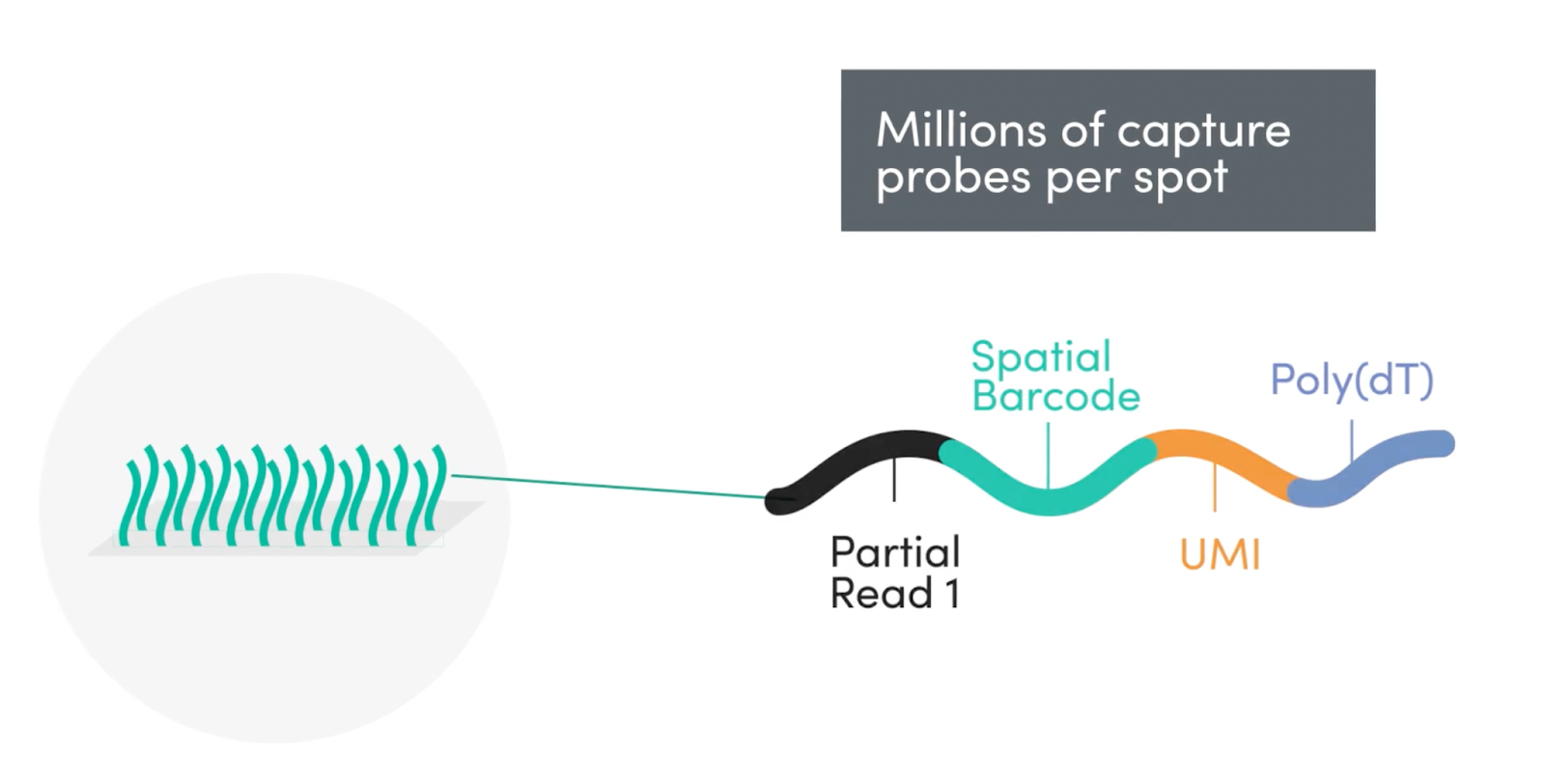 Landscape of Sequencing-based Spatial RNA Technology: Part I