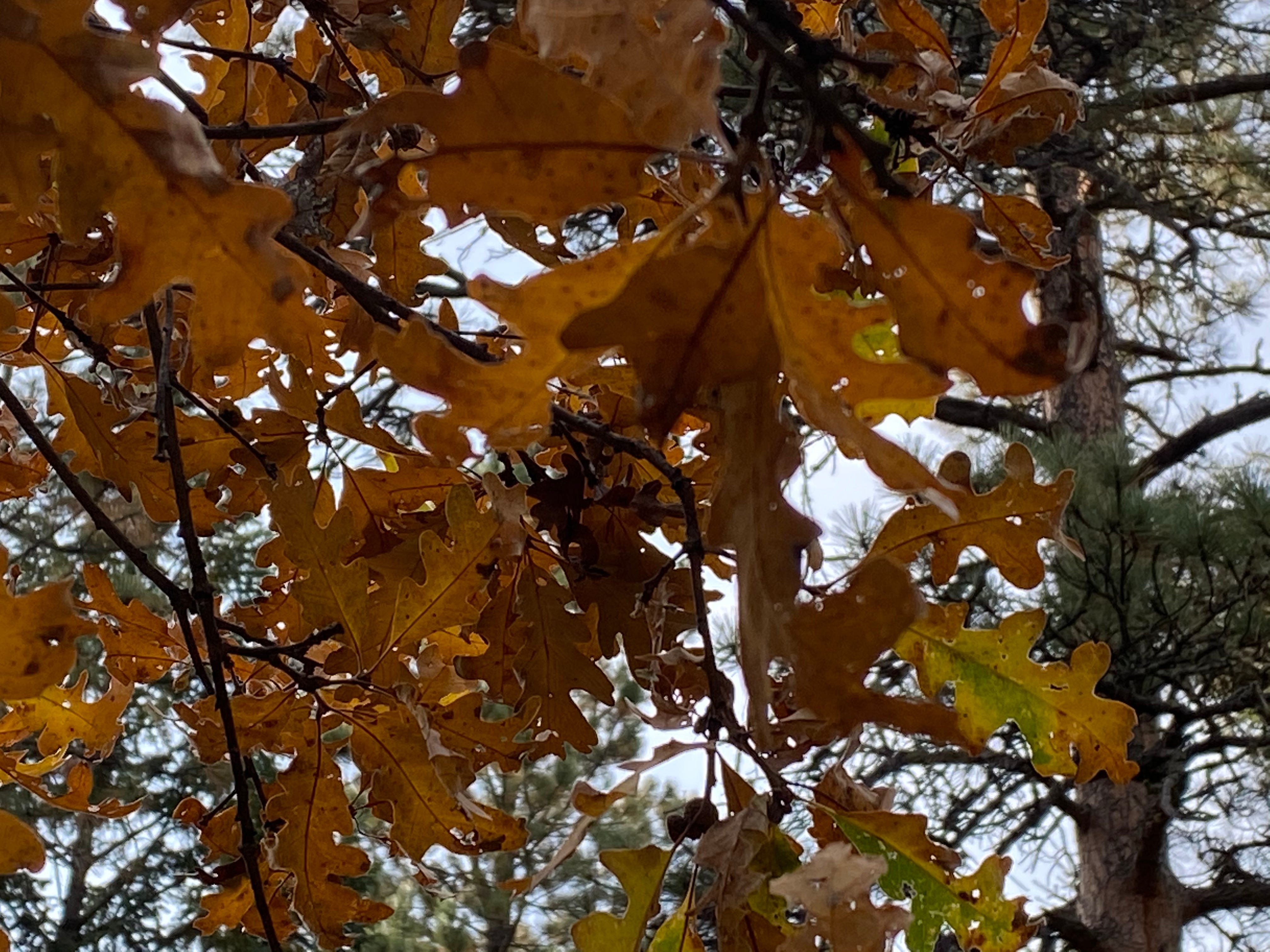 Backyard Bears and Tree Breaks: A Squatch Mom Hike on the Colorado Trail
