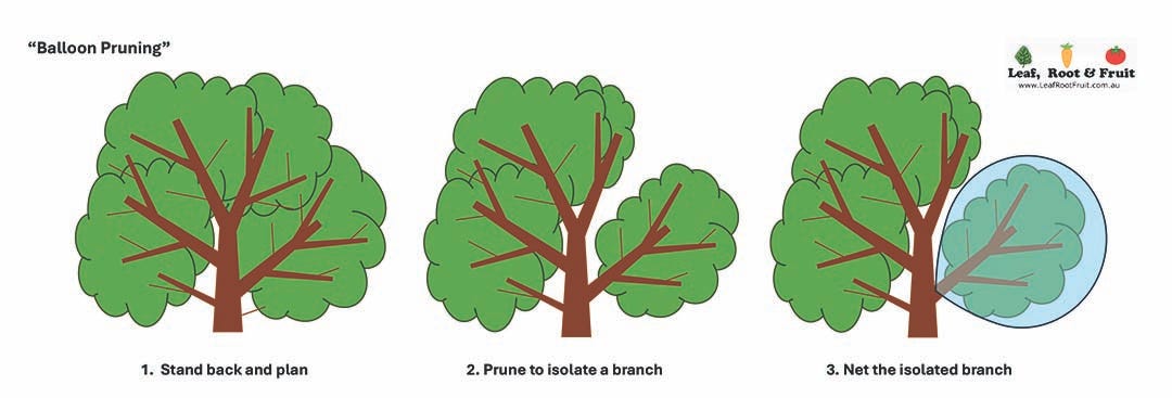 How to Keep Large Fruit Trees Small - by Duncan Cocking