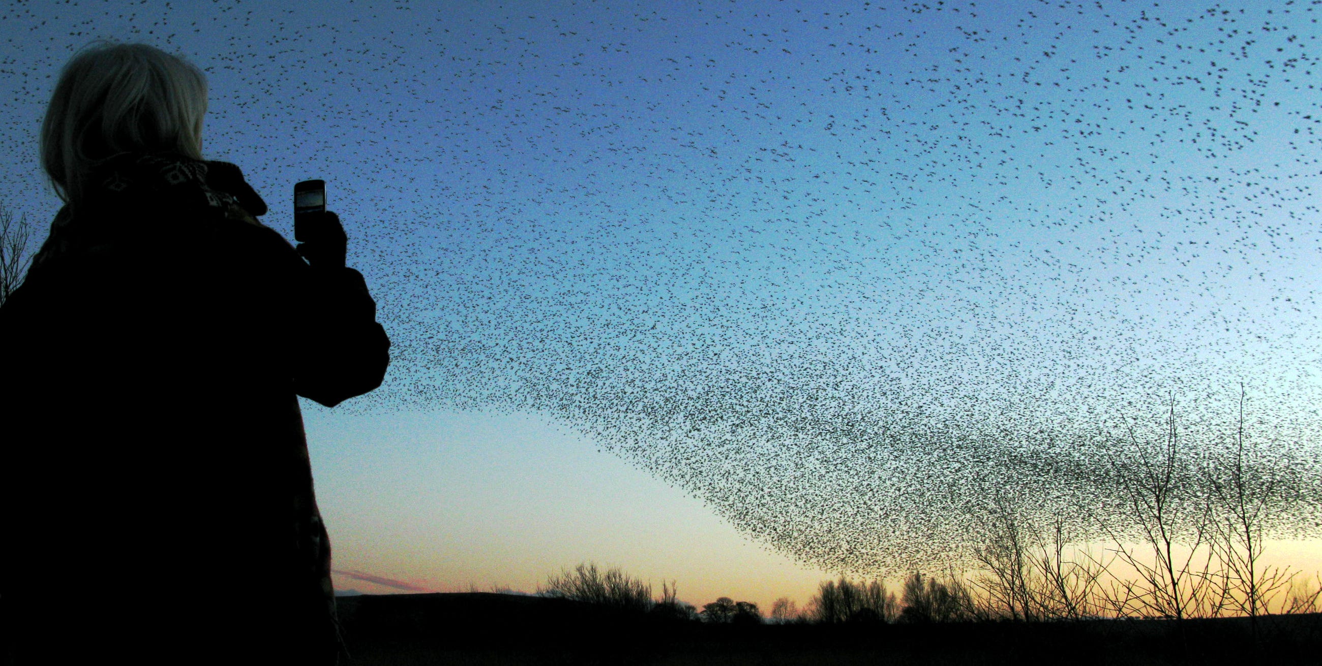 Murmuration Murmours - by David Bocking