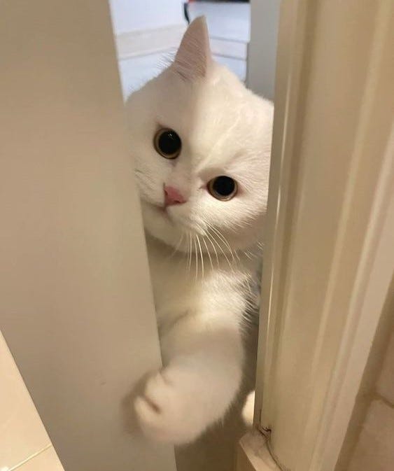 Deploy na Sexta #11: O que colocar no meu portfólio de programação?