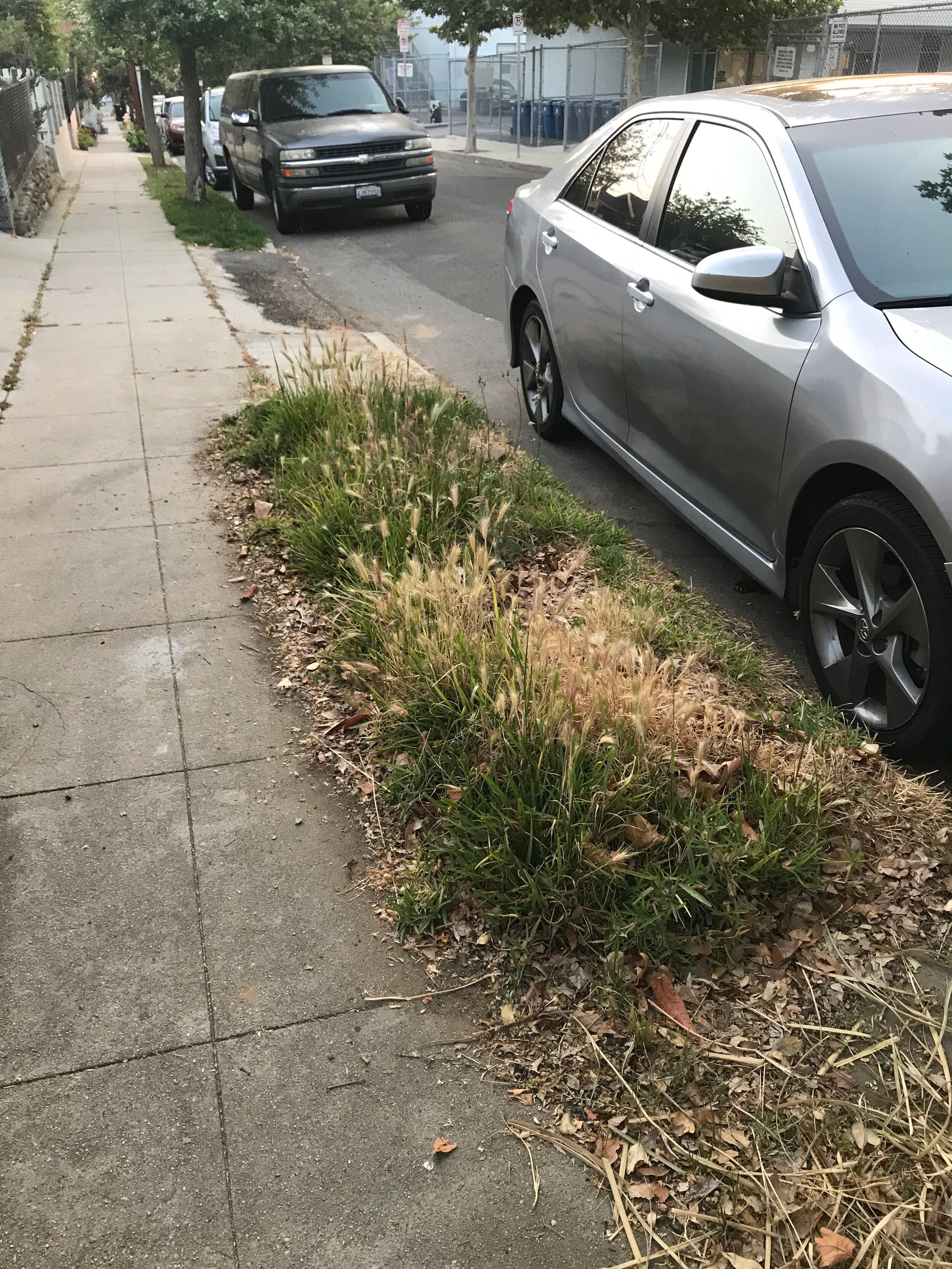 Planting Corn - by Aaron Rickel Jones - LA Field Guide