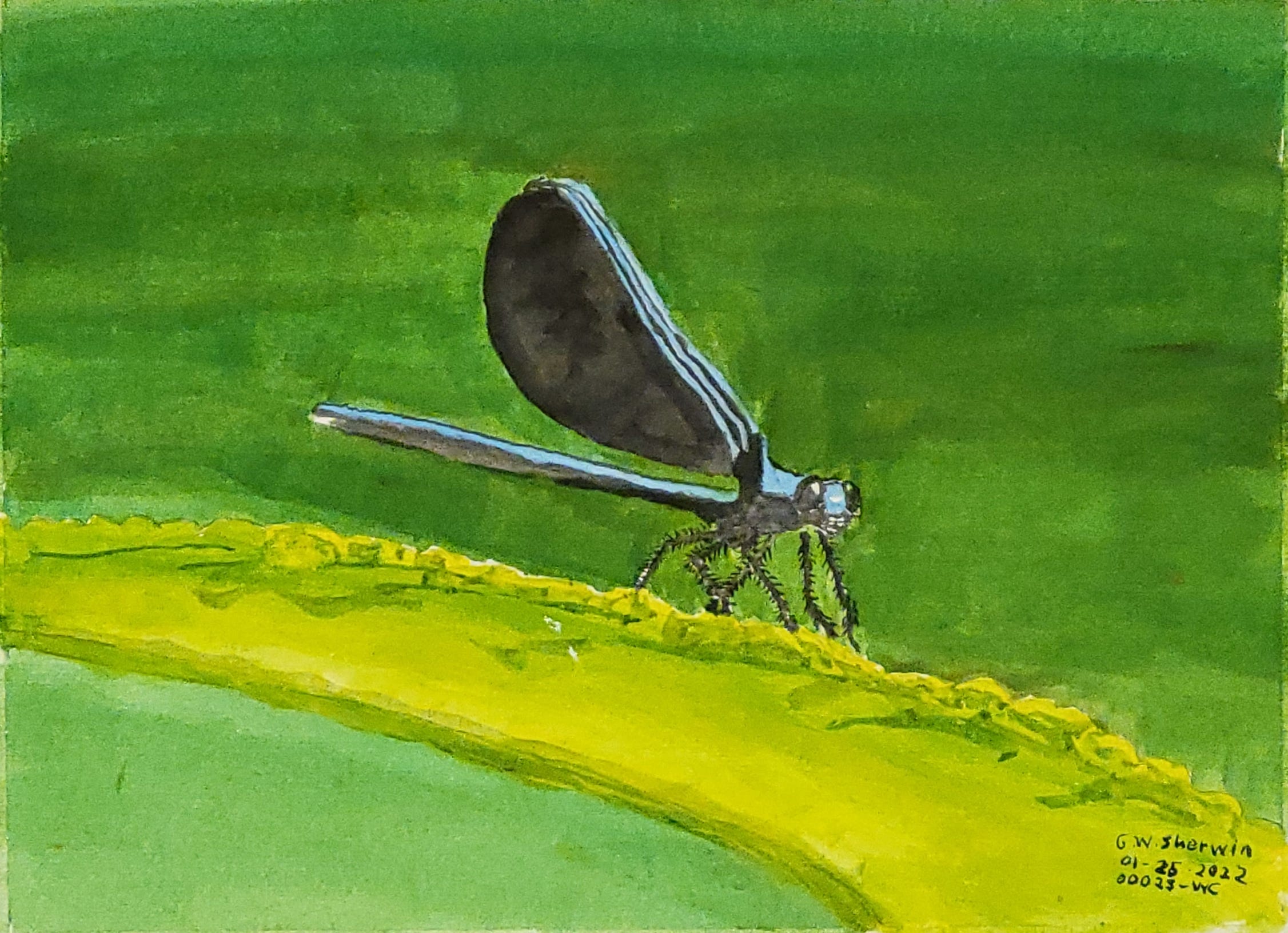 Damselfly - by Gary W. Sherwin - Gary’s Substack