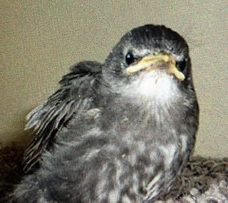 Chapter 8-The Byrds First Camp Out - by Gail Sawyer