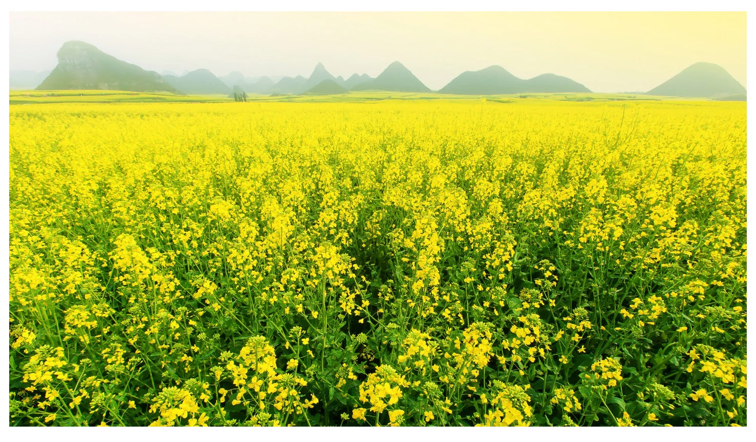 Unleashing the Power of Mustard Seed Faith in Your Life