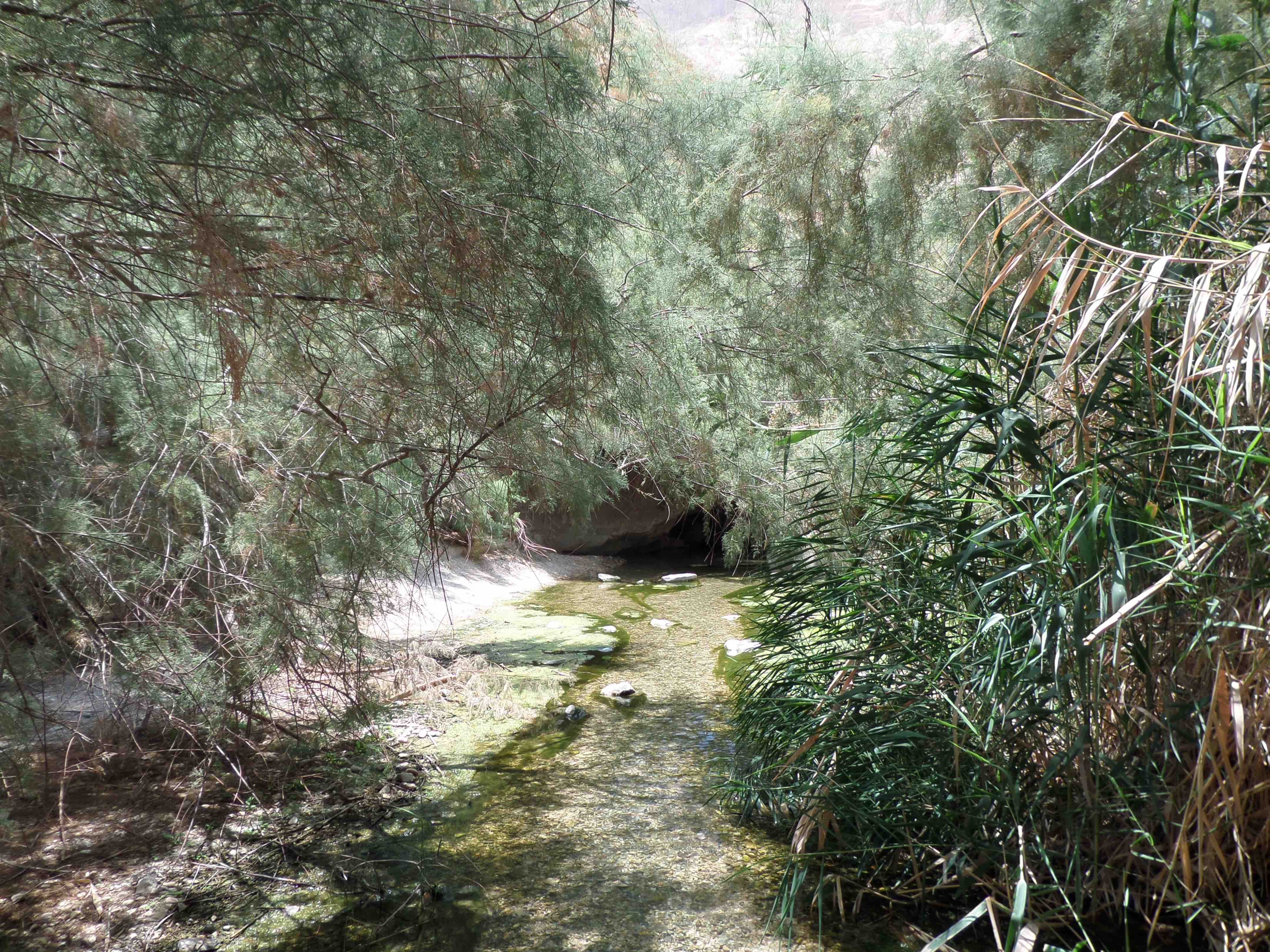 The water of life - Village Link Online