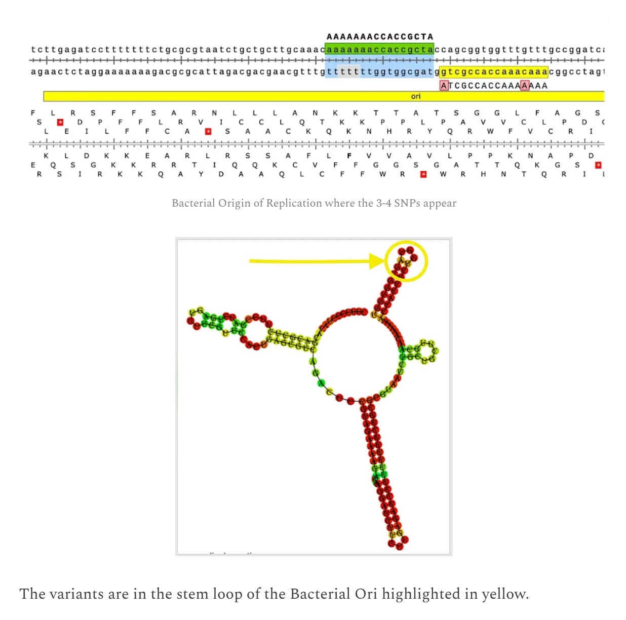 Plasmid DNA replication in BNT162b2 vaccinated cell lines
