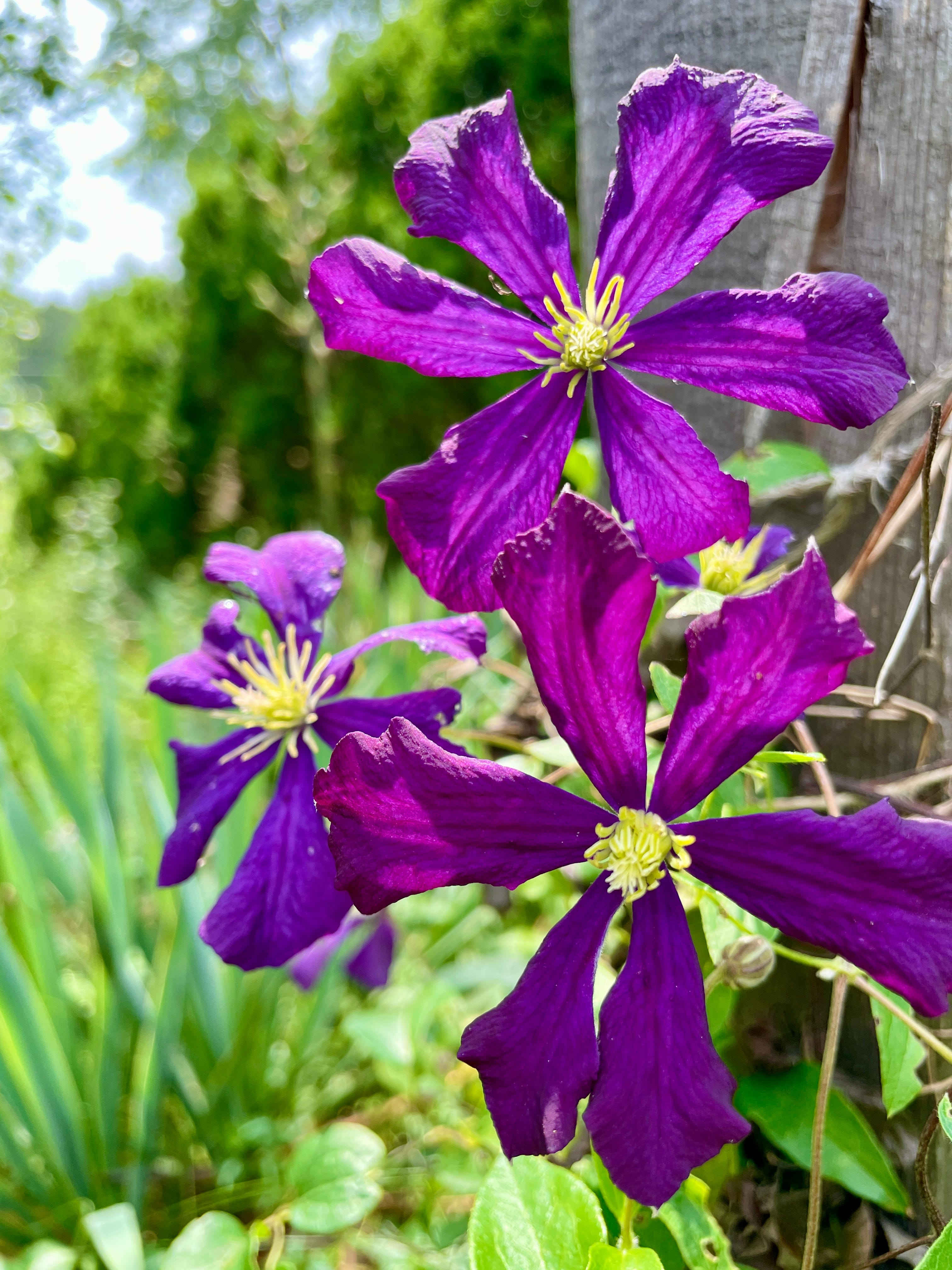 Clematis at Havenwood - Julie Witmer Gardens Newsletter