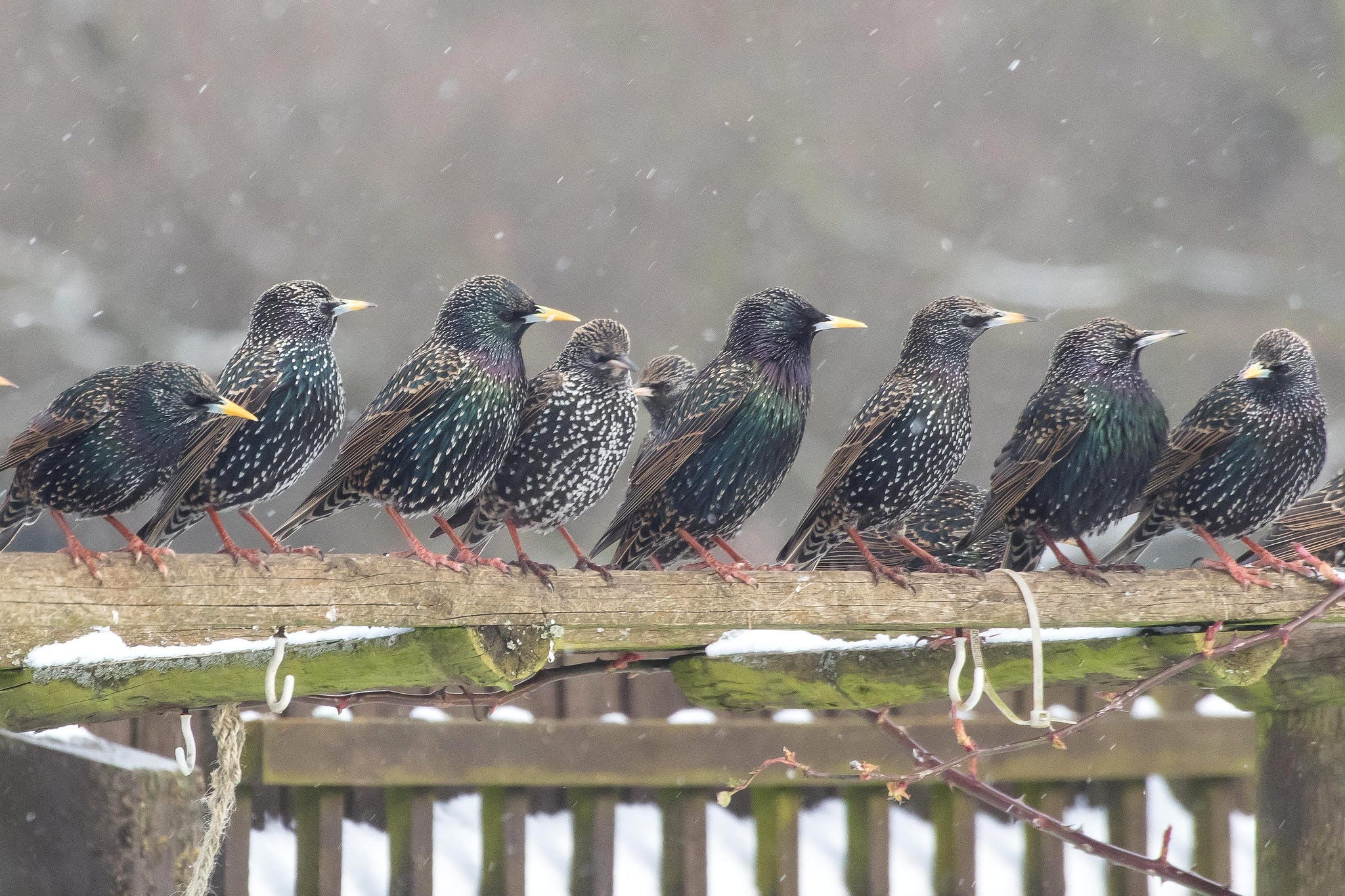 The aerial artistry of starling mumurations - video