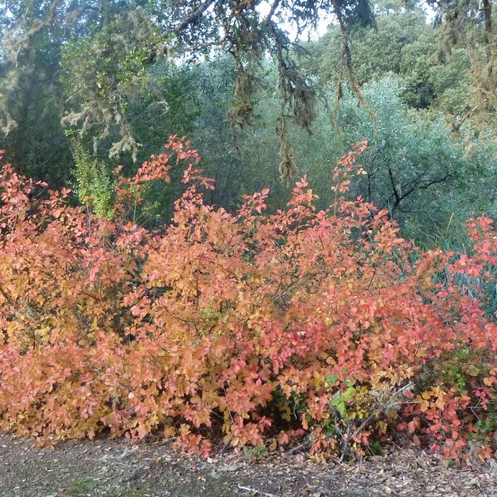 The Poison Oak Bush. - No BS Yoga