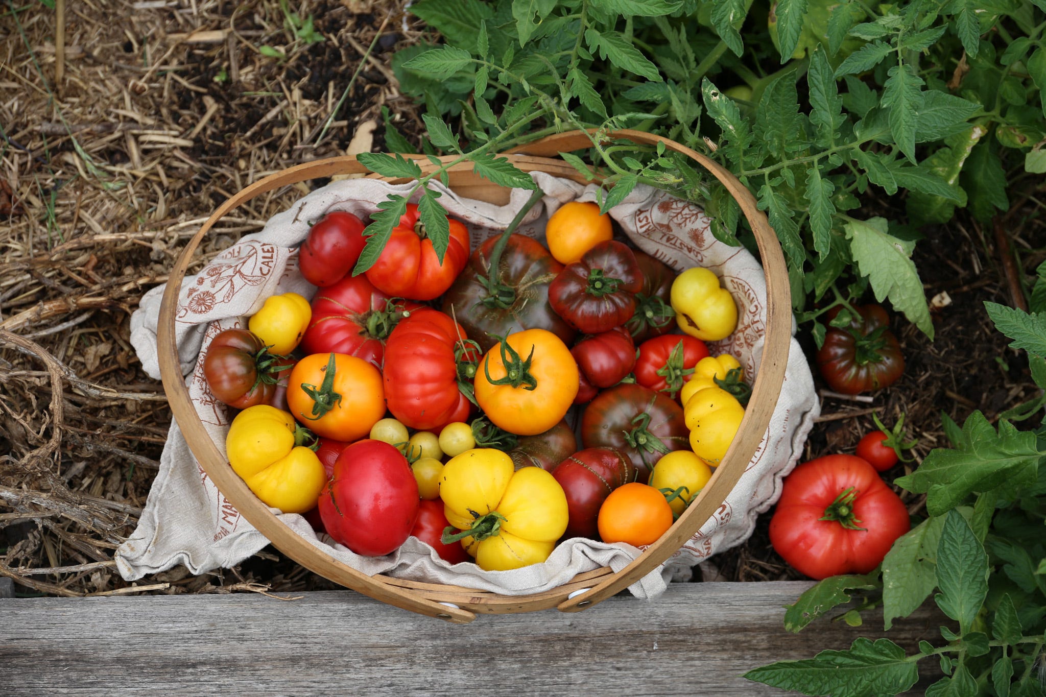 Cheat Sheet: Tomatoes - The Garden at Moorfield