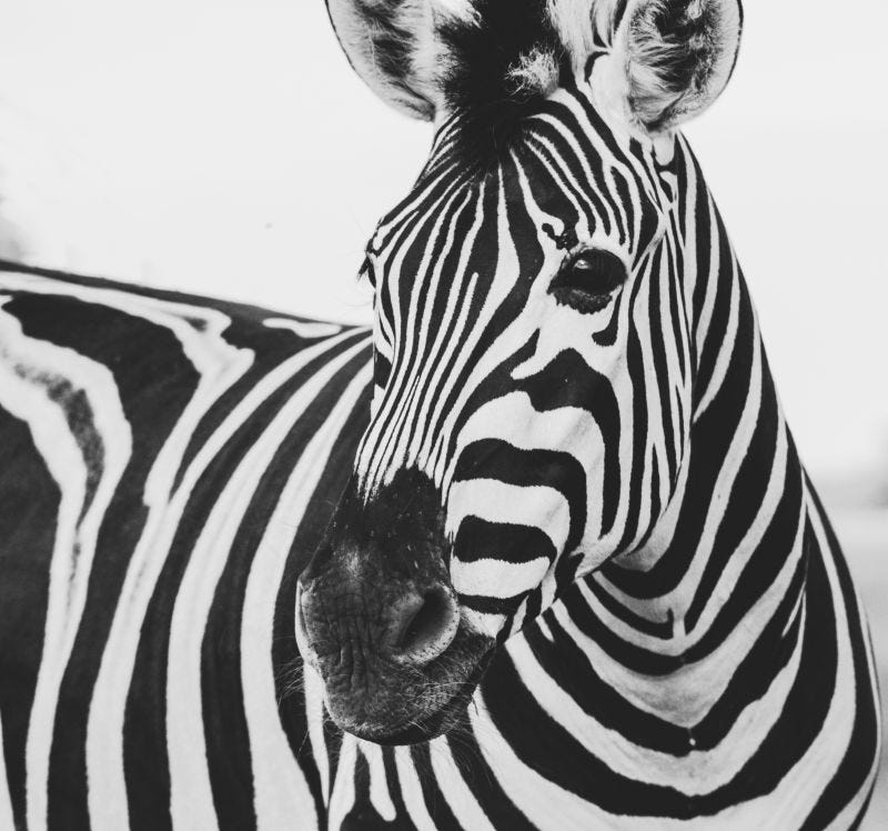 Welcome to The Normal Zebra - by Beth Grimm