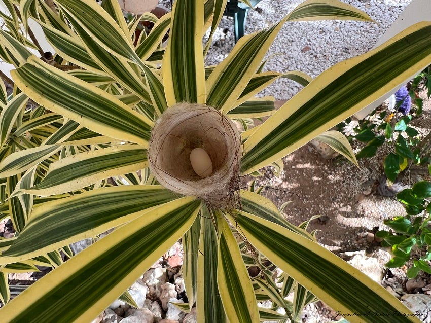 Anguilla Backyard Birding Part 9 - by Jackie Cestero