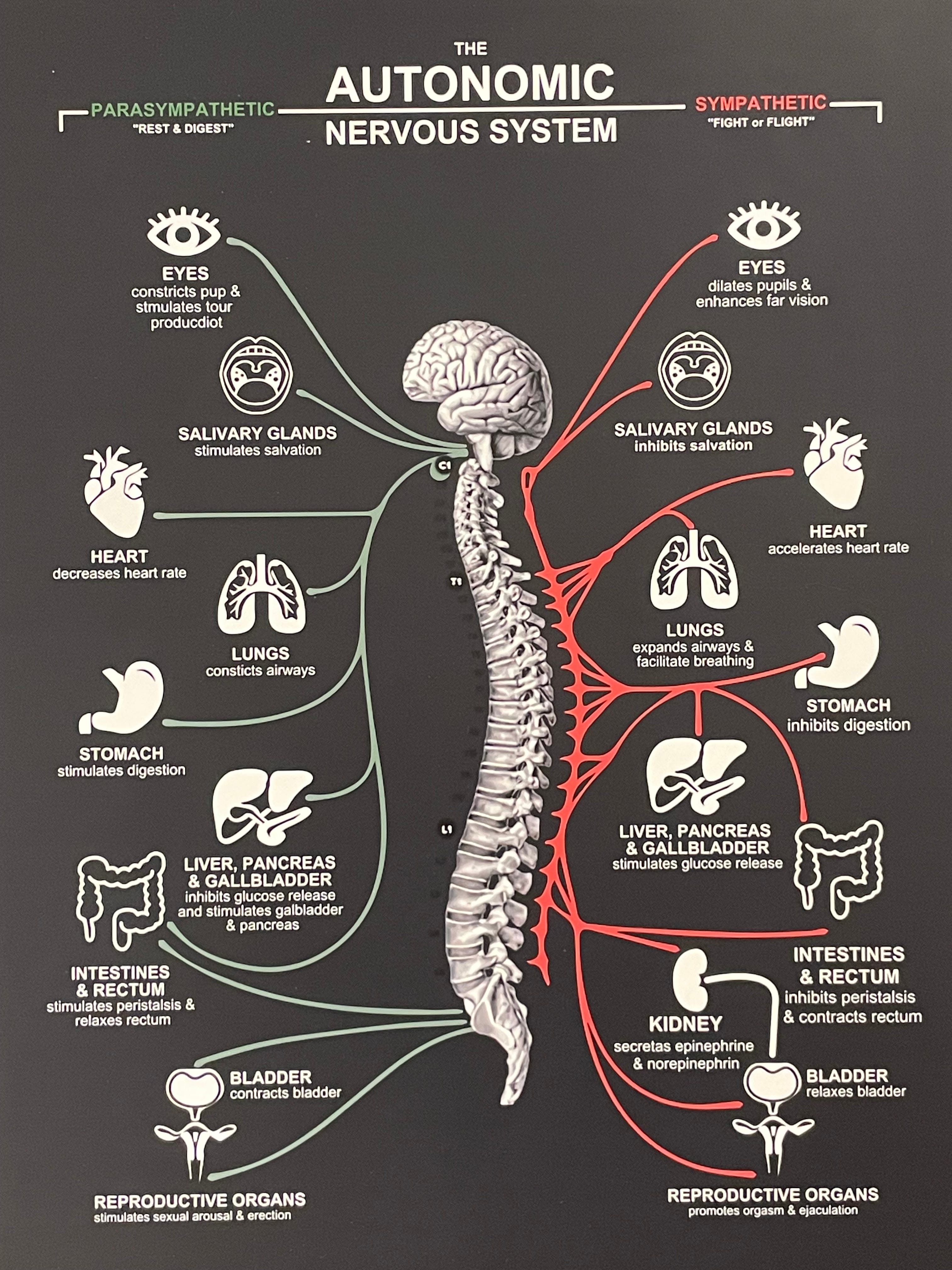 SEPTAD - by Emily Mendenhall