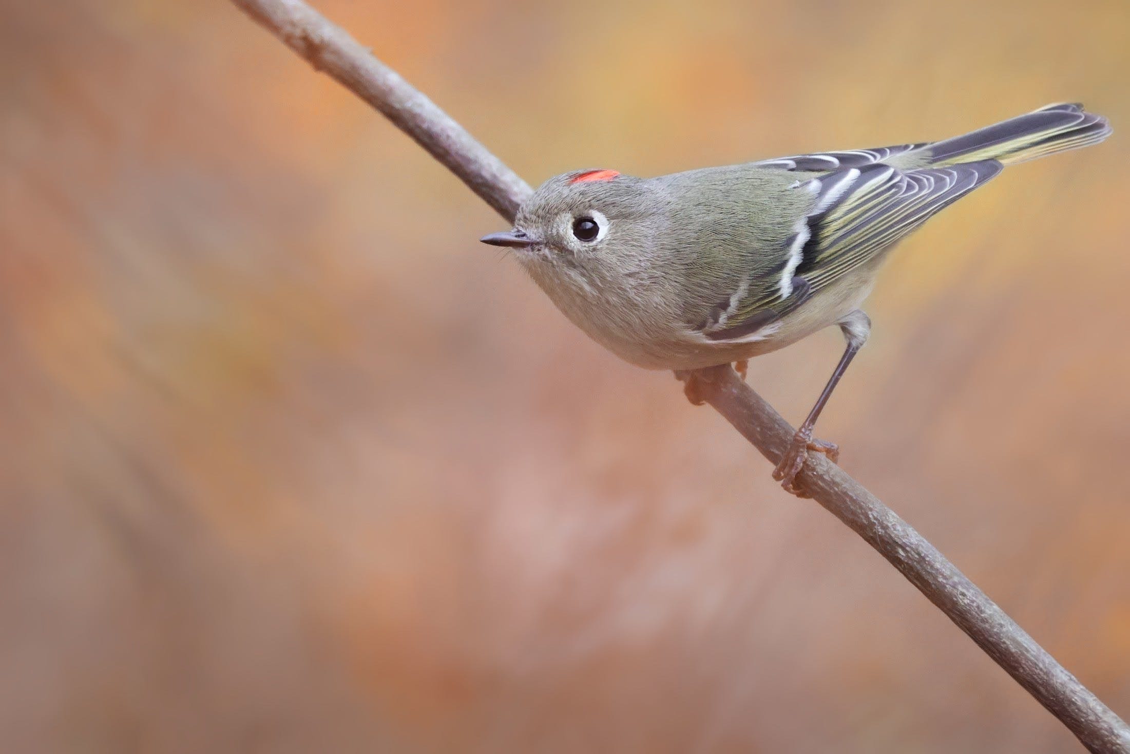 Ruby Crowned Kinglet Range