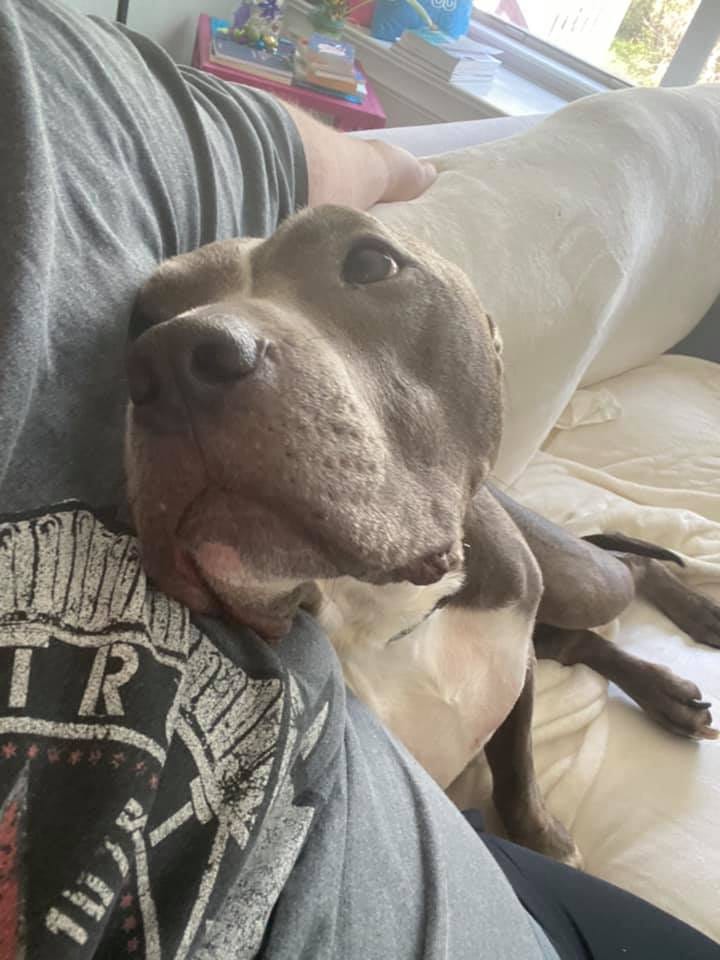 Issue #129: The Politics of Pit Bulls