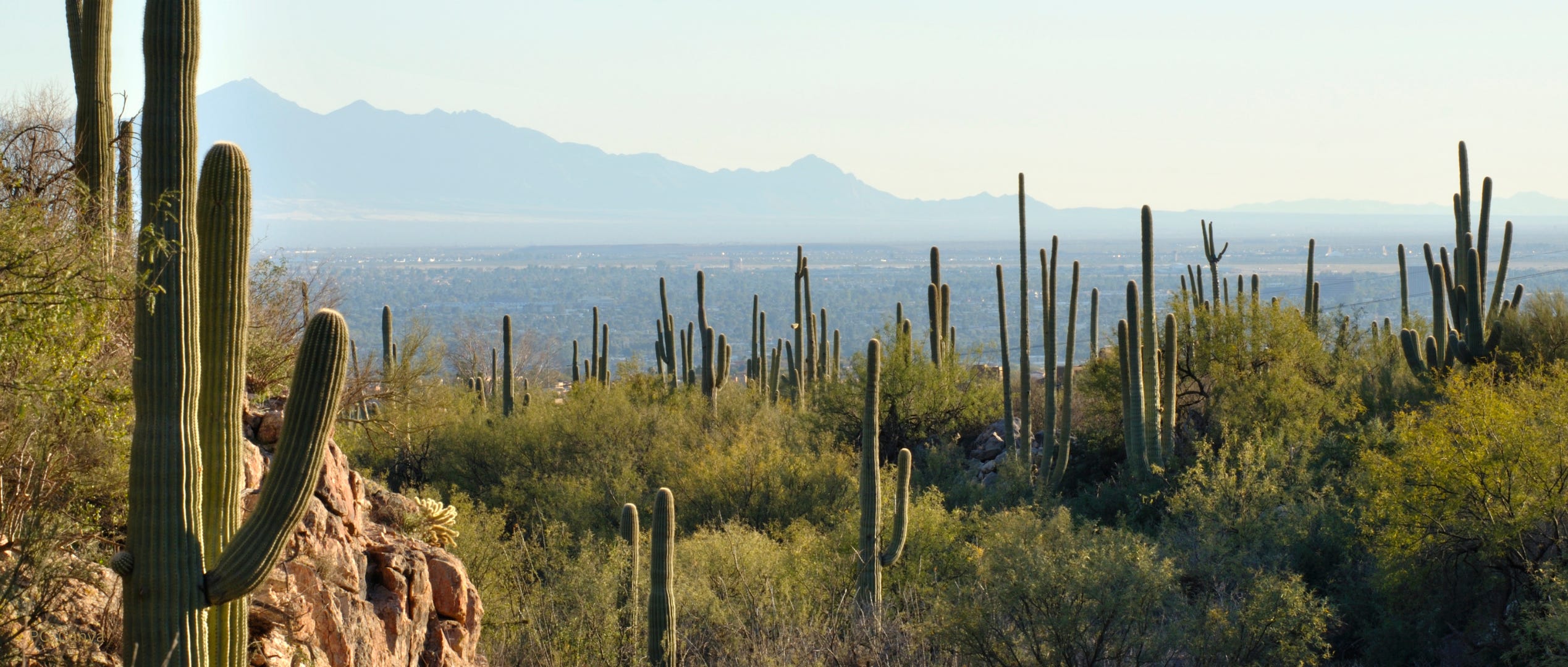 Desert Delights - by Jadyn Barrett - Jadyn's Erotique