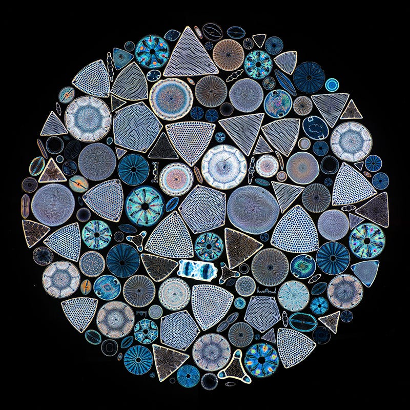 Diatom Art in the 19th Century - by Laura Tripaldi