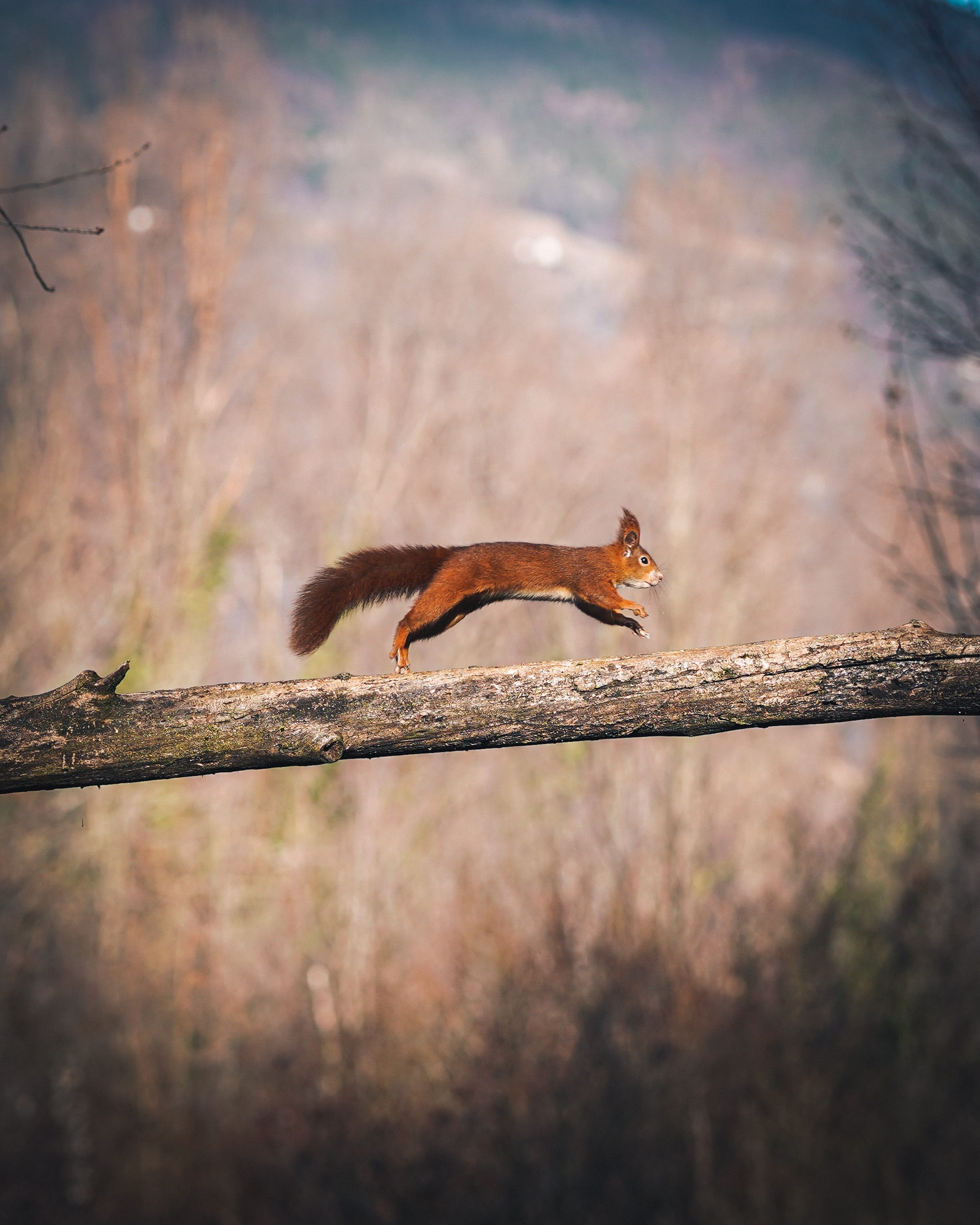 You Only Pest Once - by Mr. Sheil - The Pests