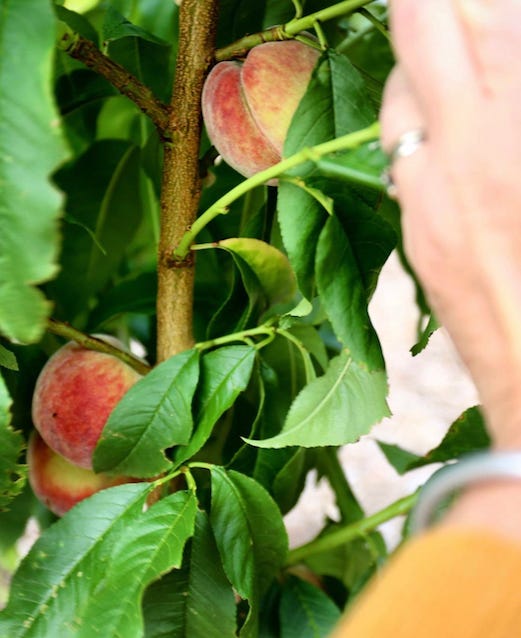 The Orchard Guide - The Garden at Moorfield