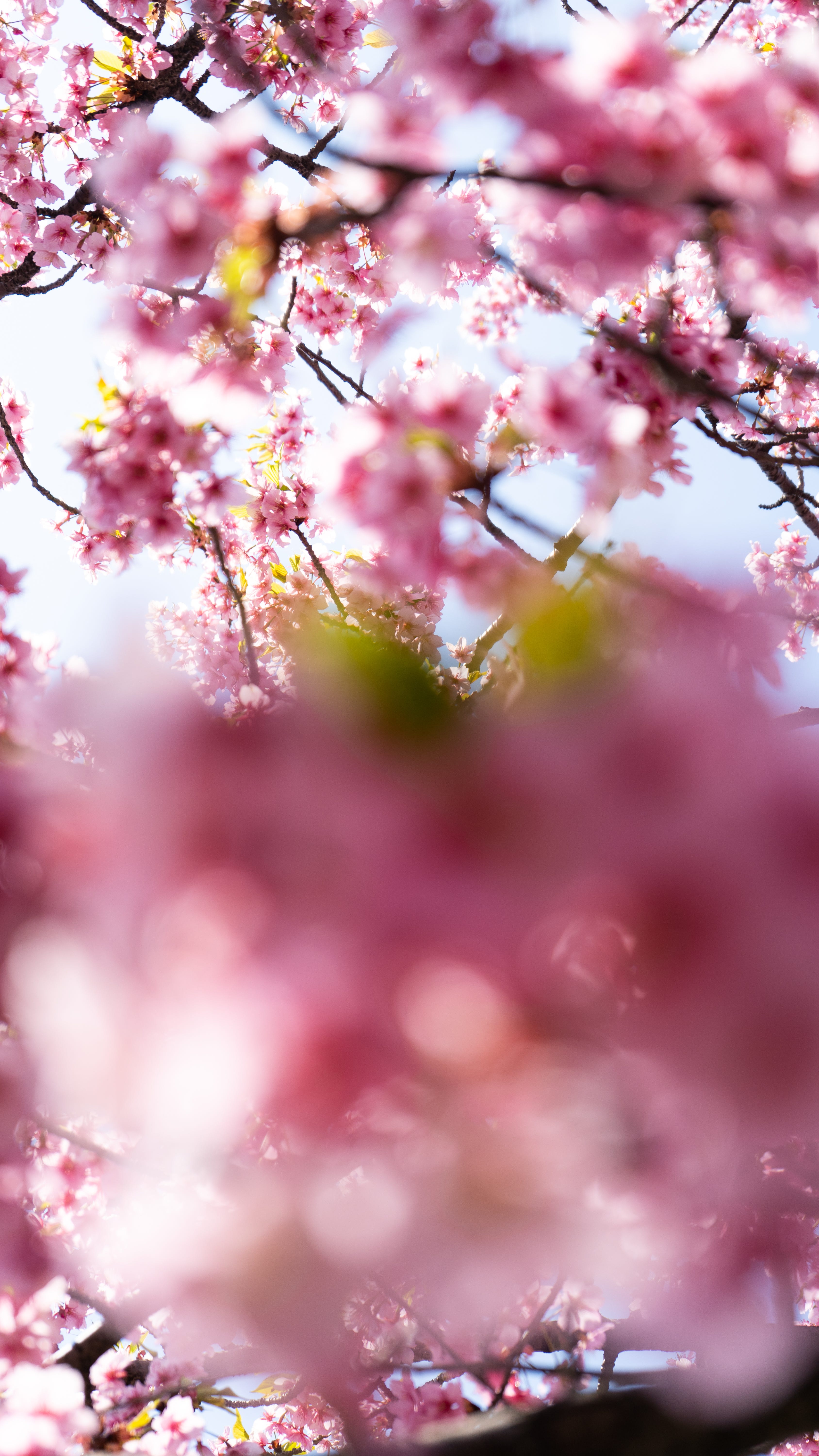 April in april - by Jes Kalled - Swallow