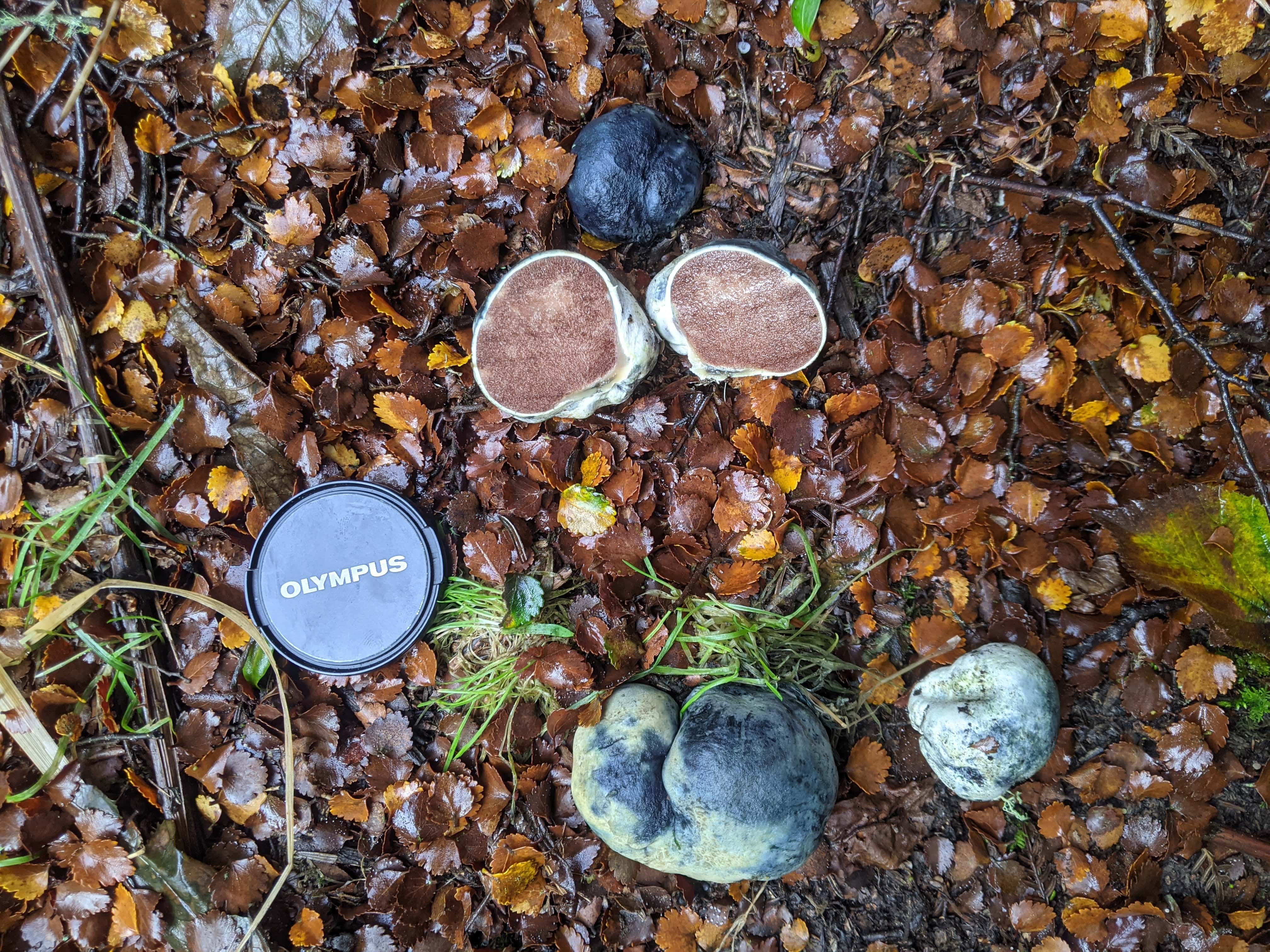 Unearthing the Colorful and Bizarre Pouch Fungi of New Zealand