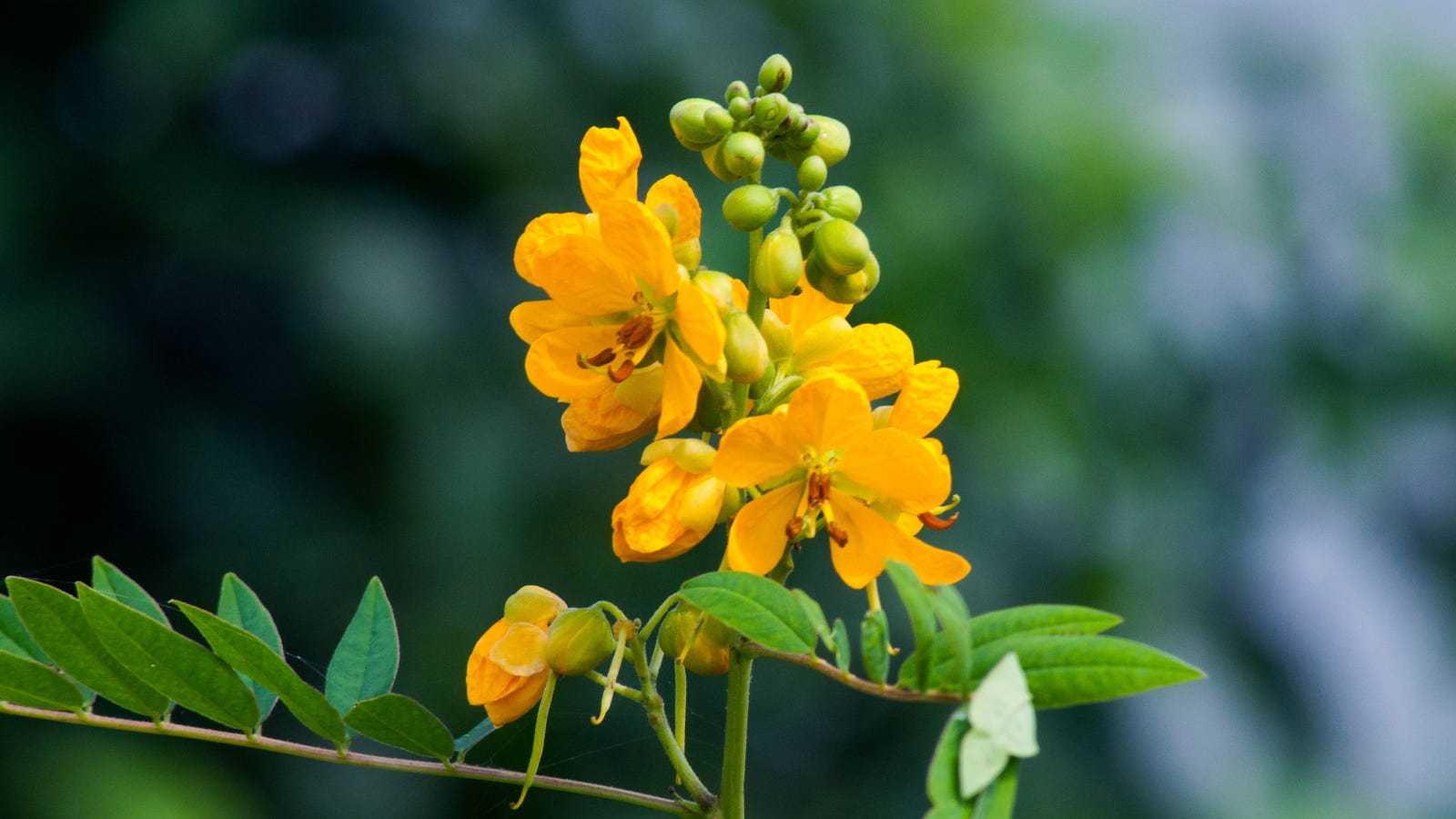 Herbal laxatives: All you need to know - by Cassandra Quave