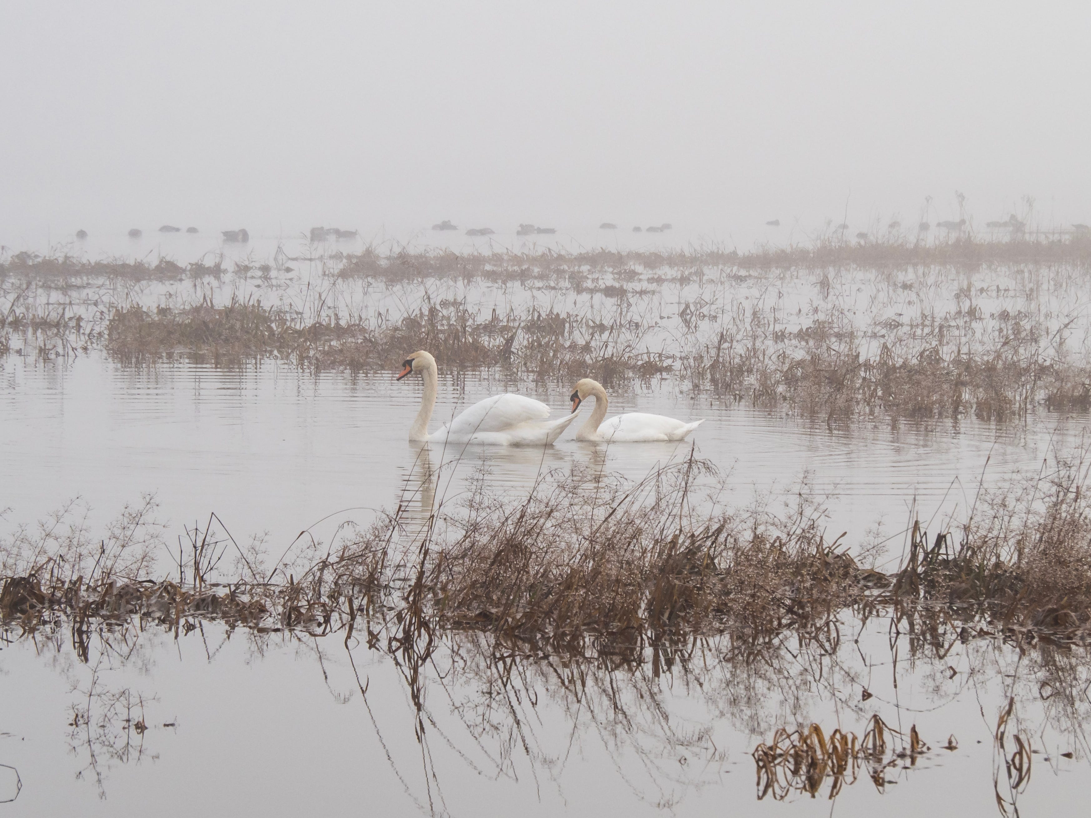 North Duffield Carrs - by Angie Dawn