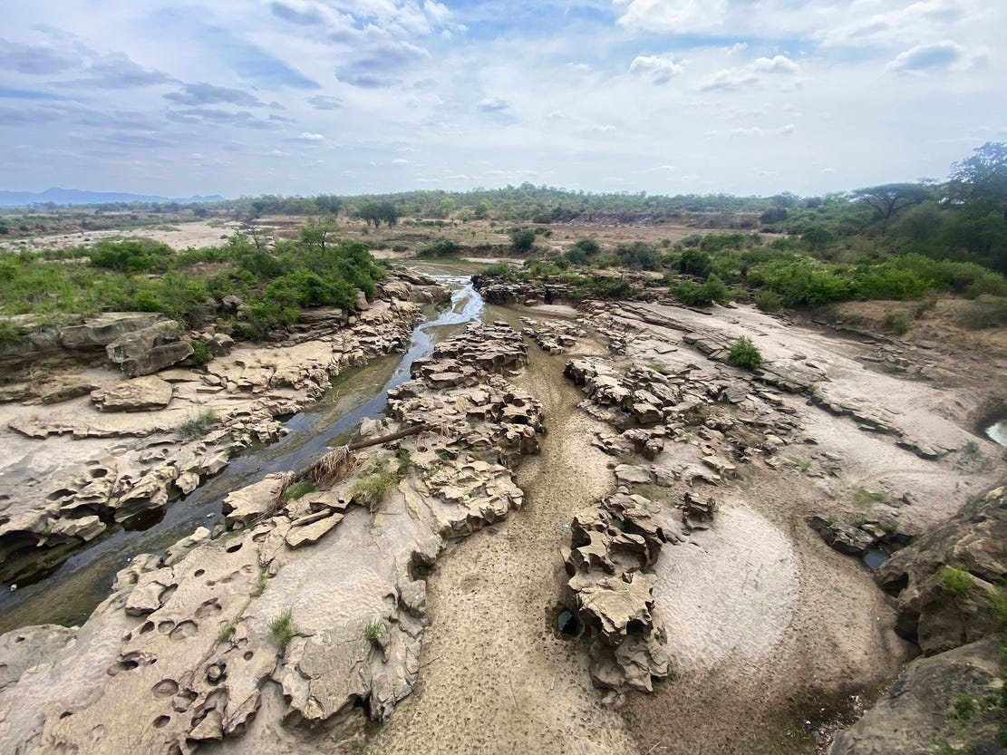 Pangolin ‘Safety Tags’ | Stingless Bee Bounty | Super Hawk Vision ...