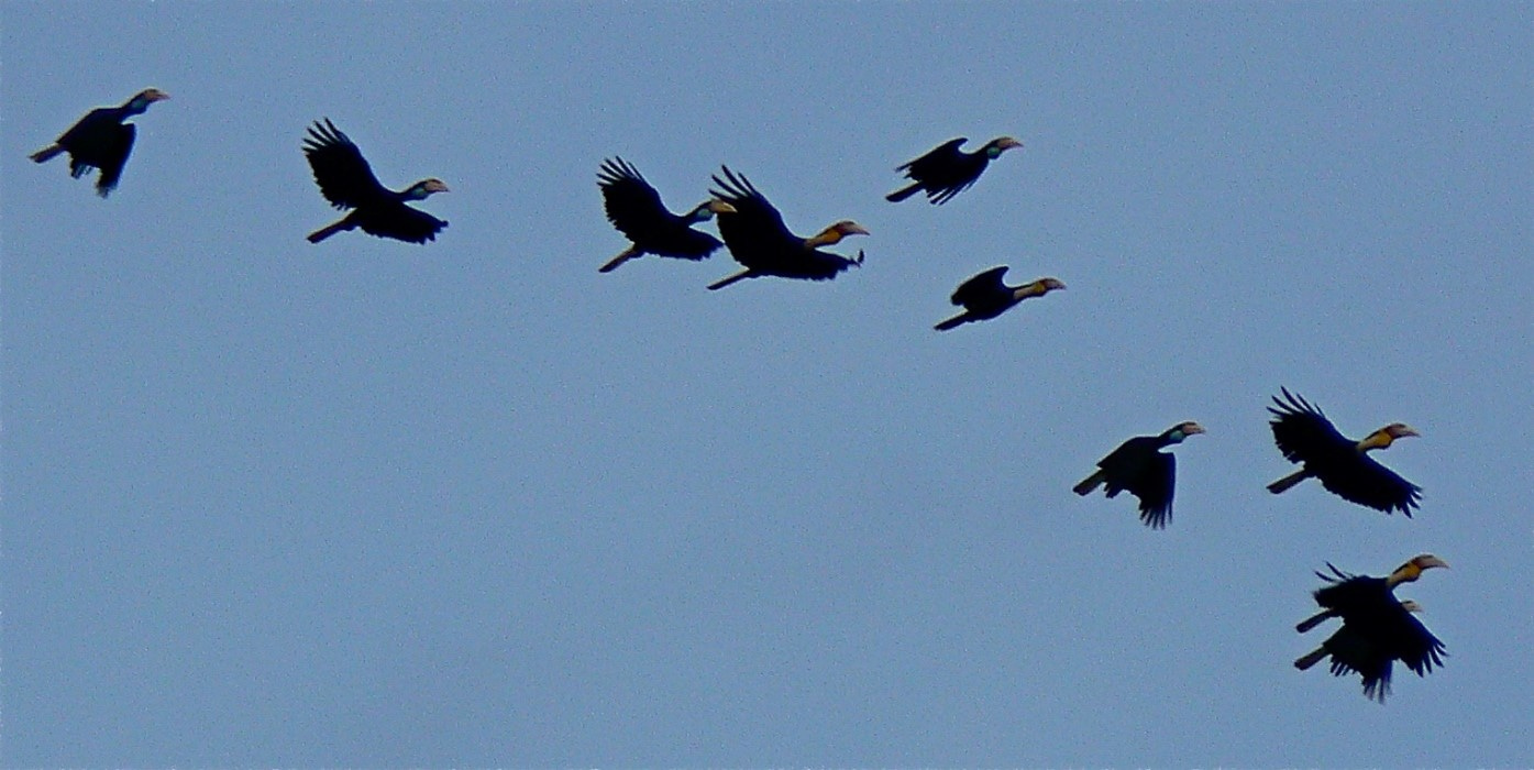 World’s Birds in Crisis - Asia Sentinel