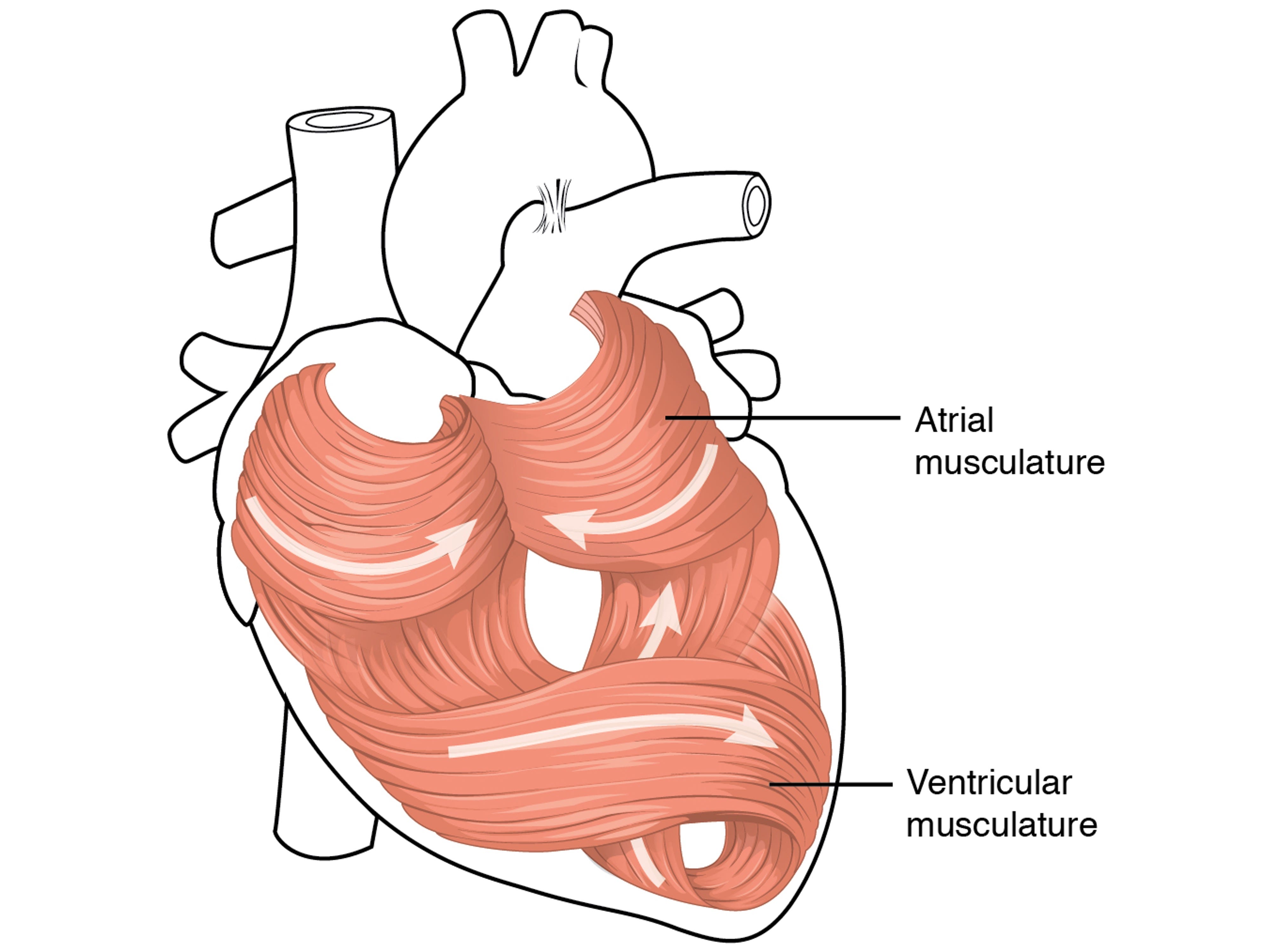 I keep hearing that I need to exercise to make my heart stronger, but ...
