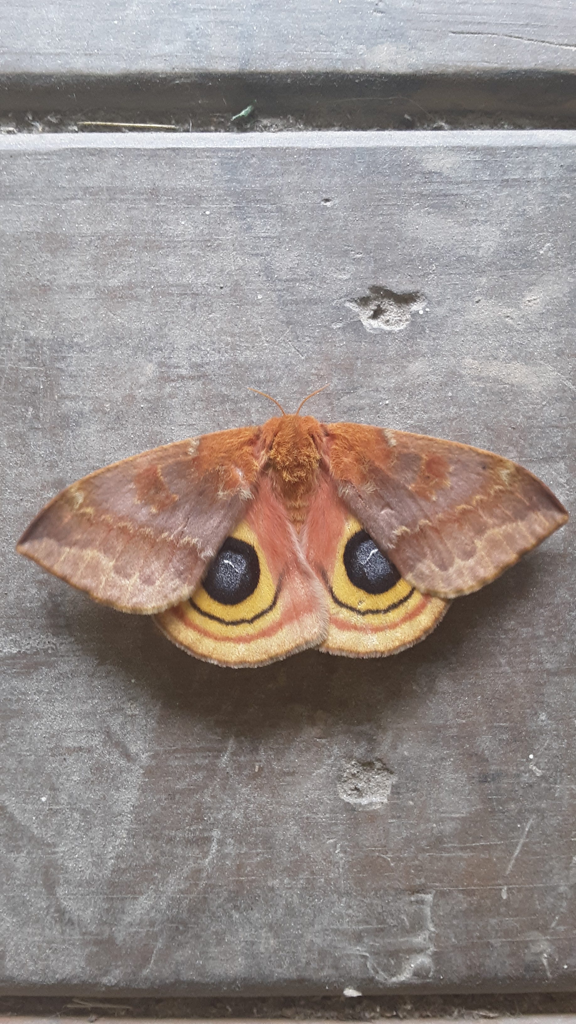 seeri_koko | Substack