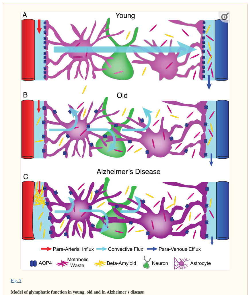 Why Getting Enough Sleep Is Crucial For Brain Health