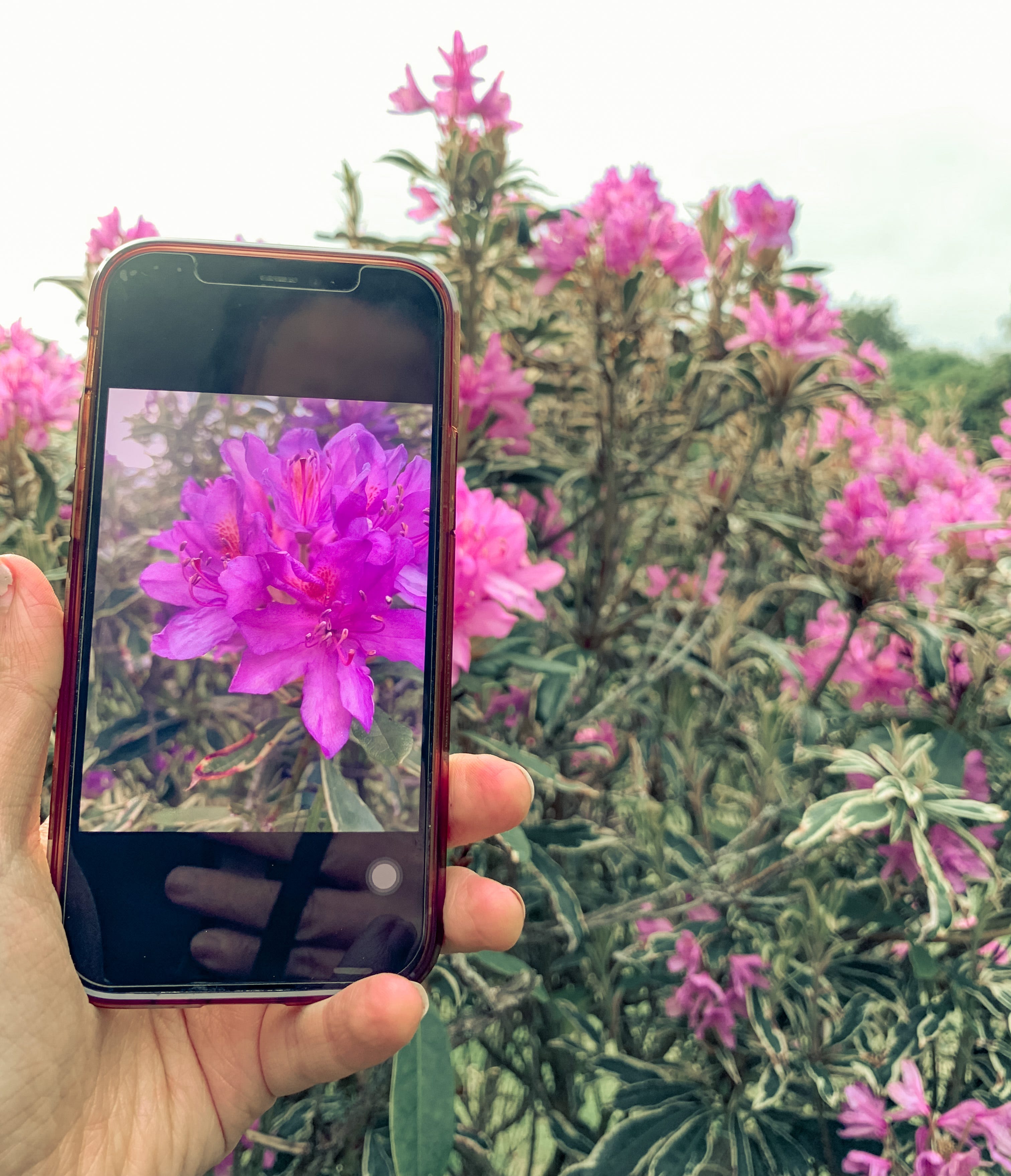Looking through screens - Vanessa Foster-Whiddon