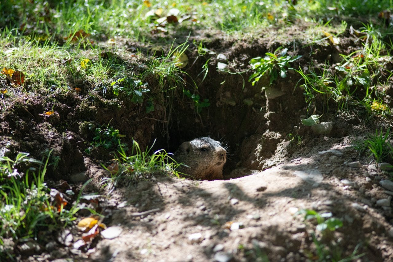 Groundhog Holes In Yard
