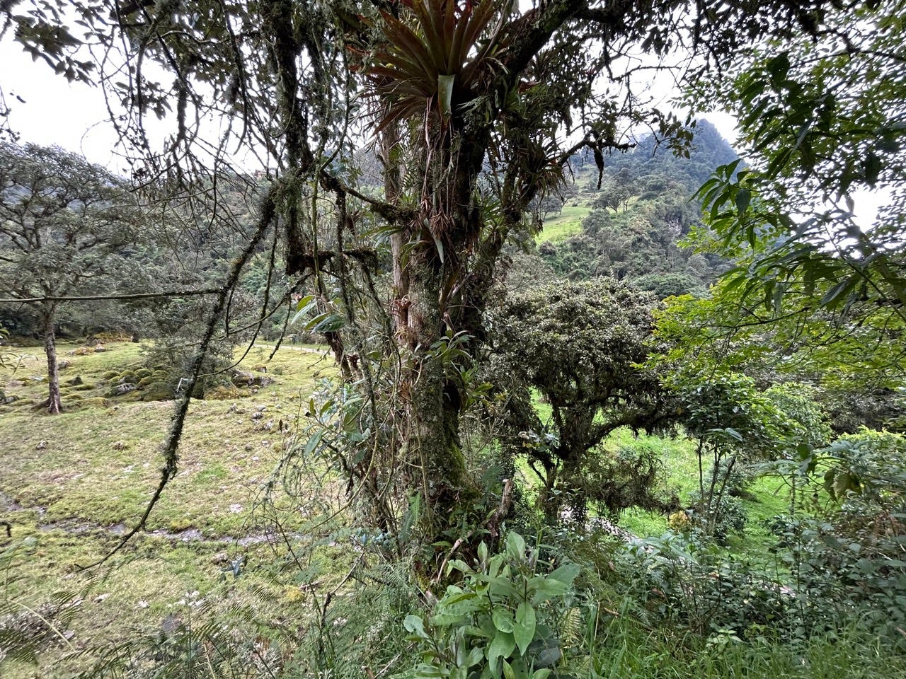 Before & After: Observing the Transformations of Passive Land Restoration