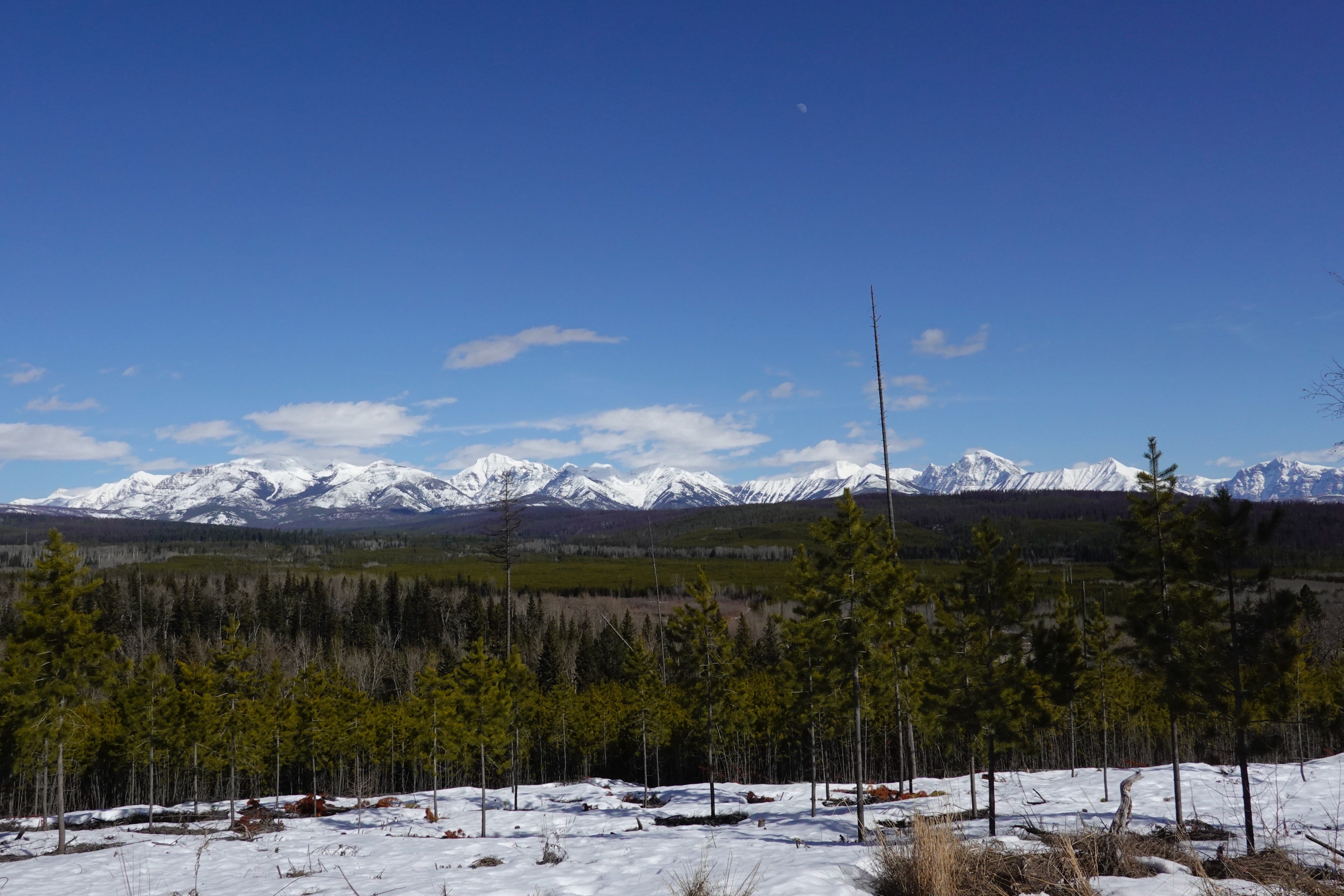 There were wolves in the woods - by Antonia Malchik