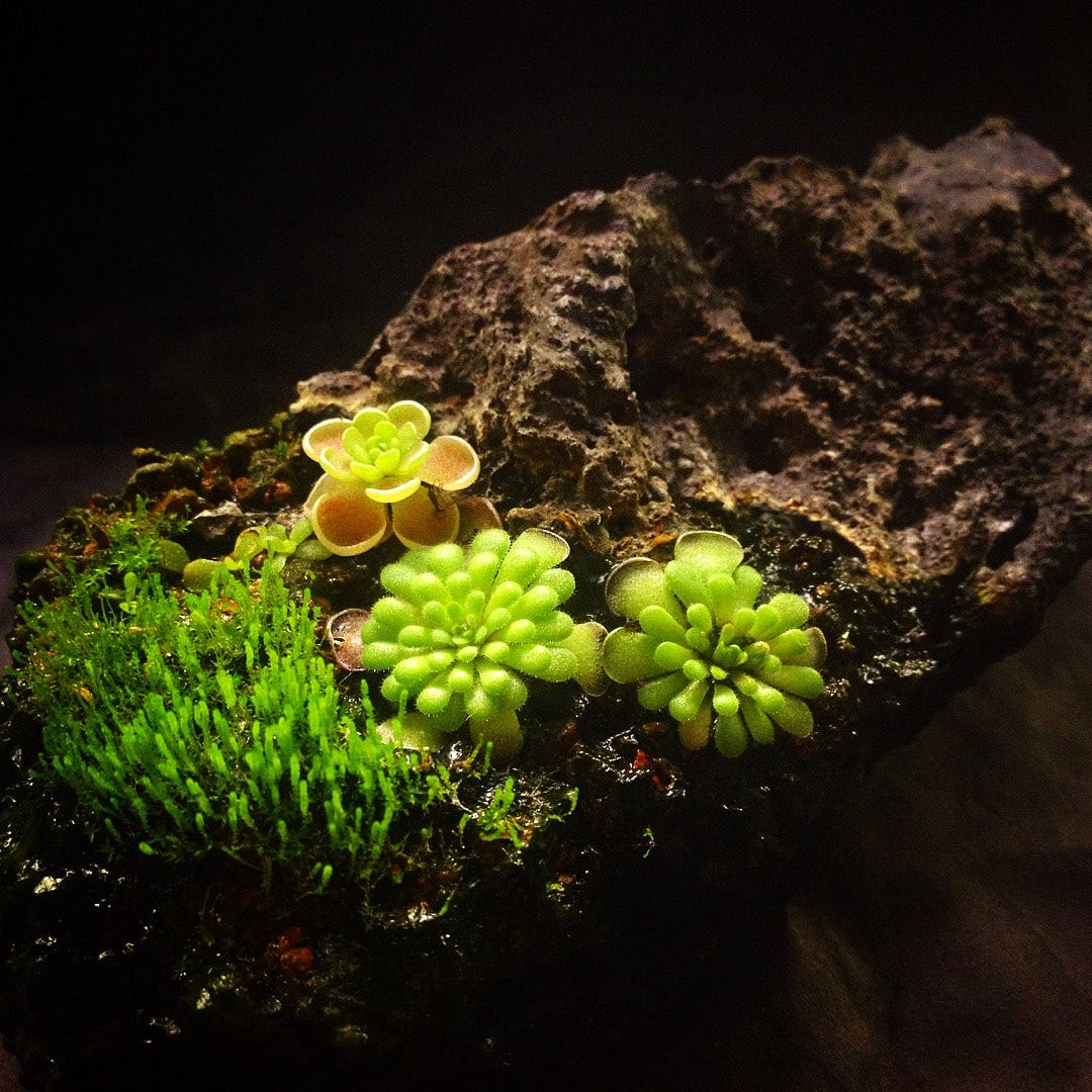 SOME THOUGHTS ON PINGUICULA ROCK PLANTINGS - by Alvin Liu