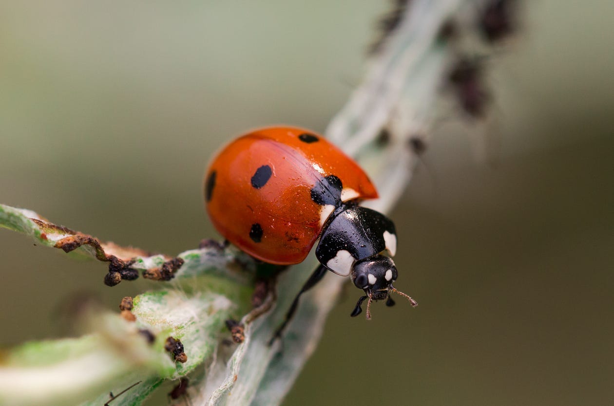 The Story of the Ladybug and the Cockroach