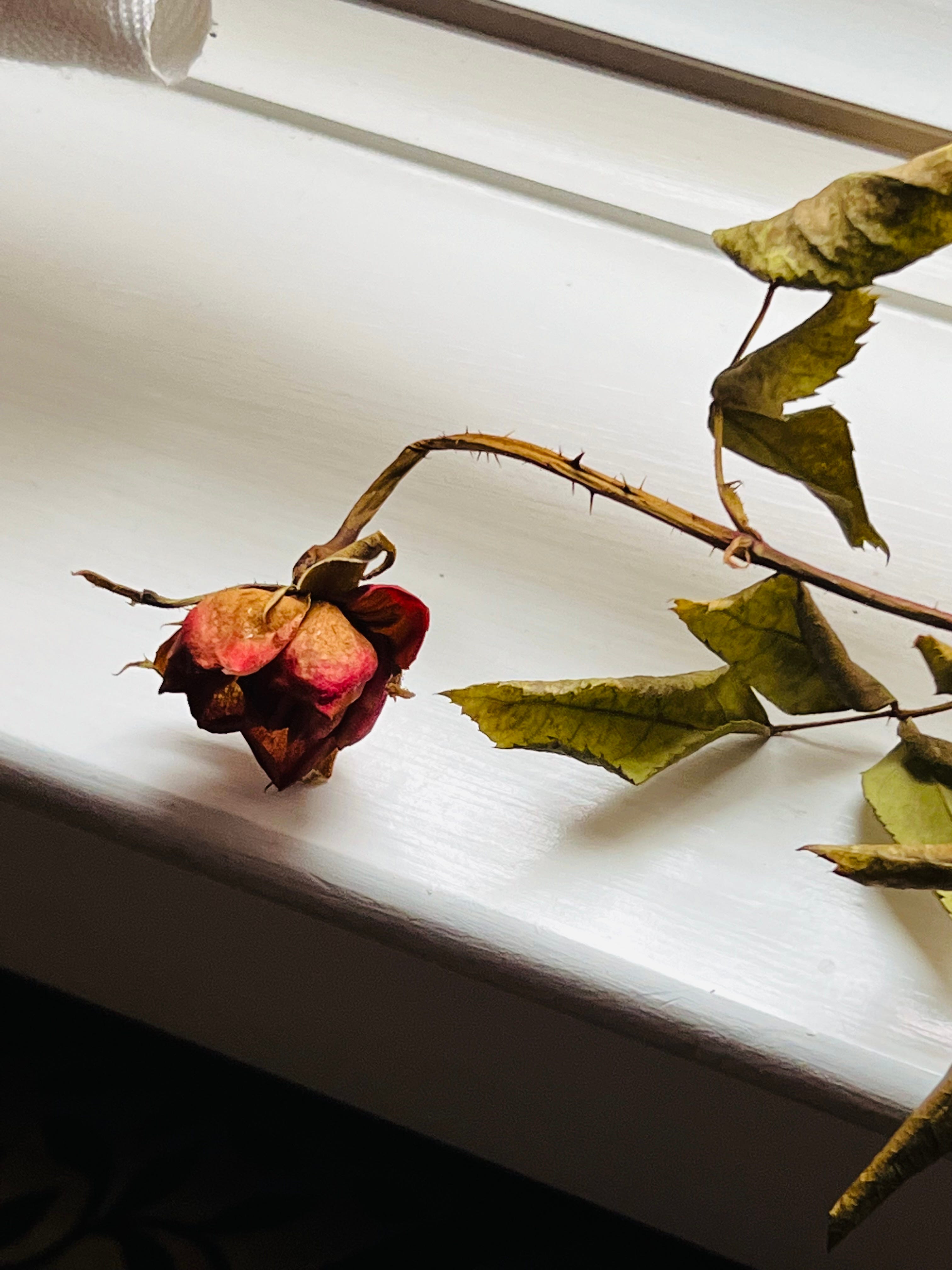 Of Cookies and Roses - by Annette Januzzi Wick